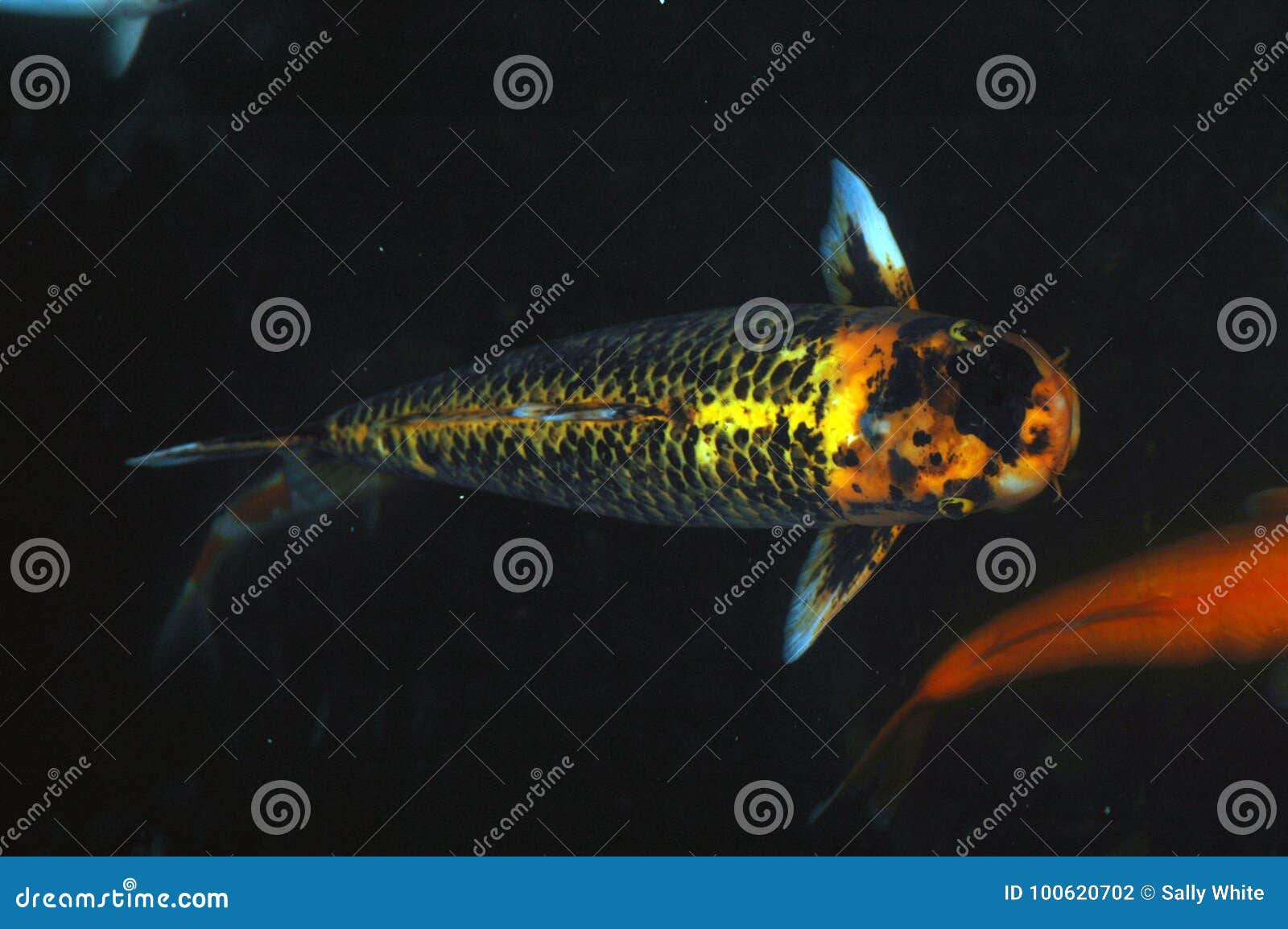 Metallic Koi stock photo. Image of fish, goldfish, water - 100620702
