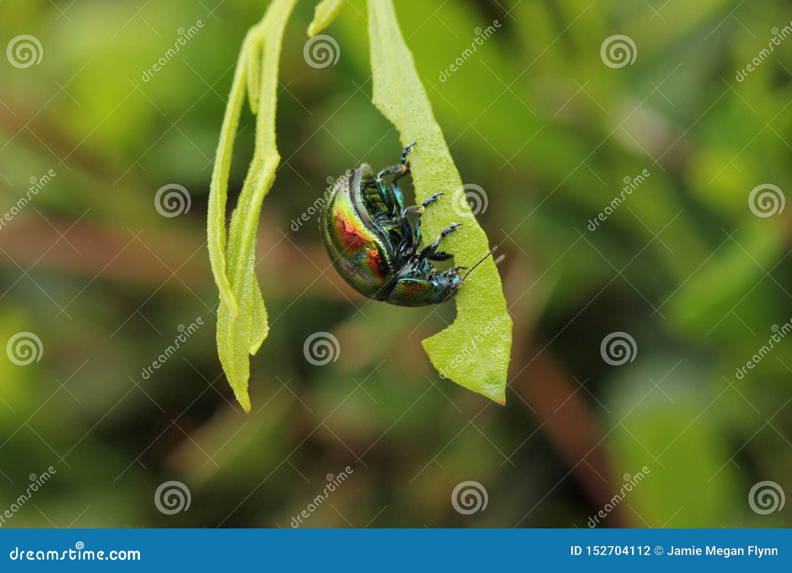 Metallic Rainbow Leaf Beetle, Macro, Insect Stock Photo - Image of ...