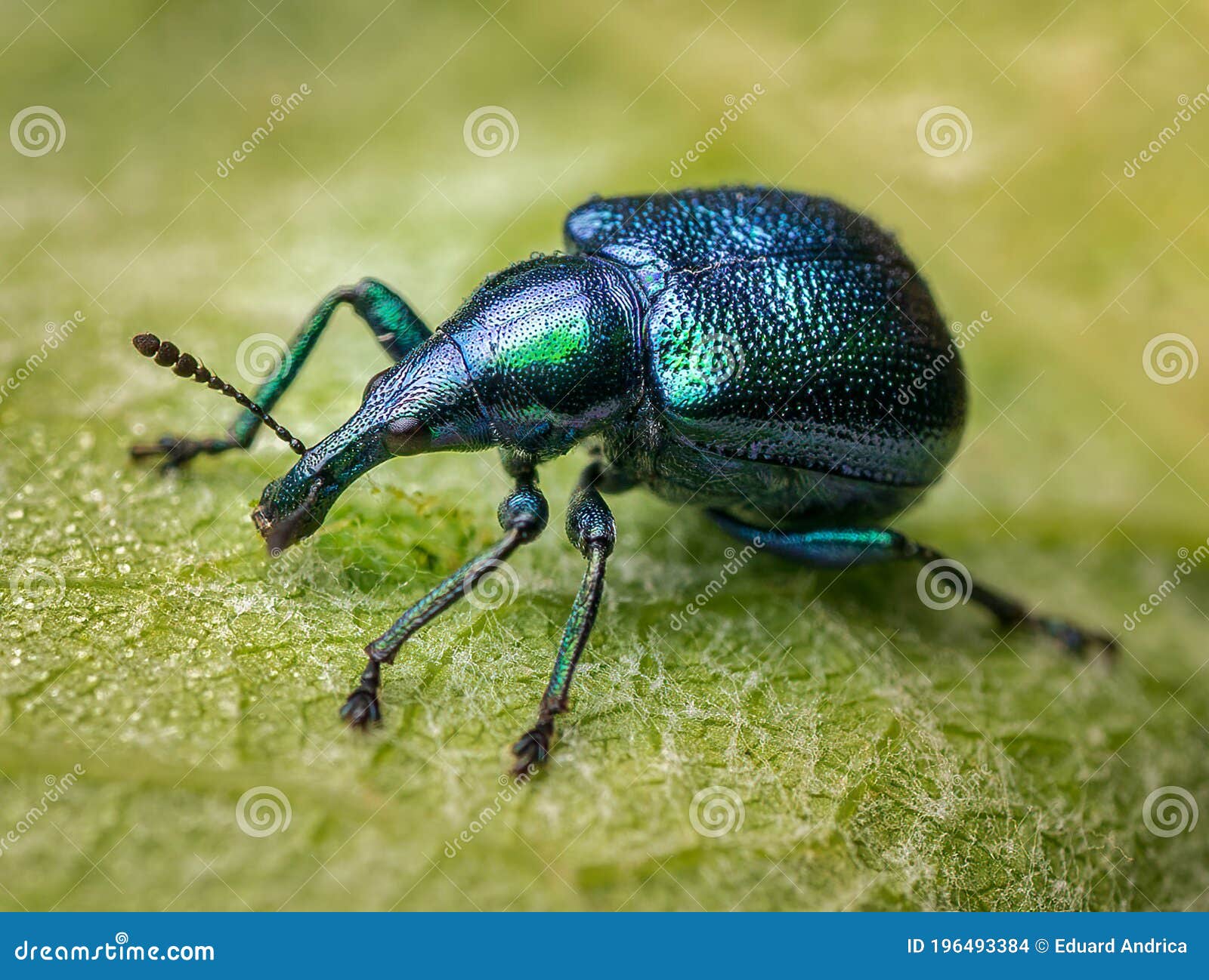 Metallic weevil stock photo. Image of invertebrate, antenna - 196493384