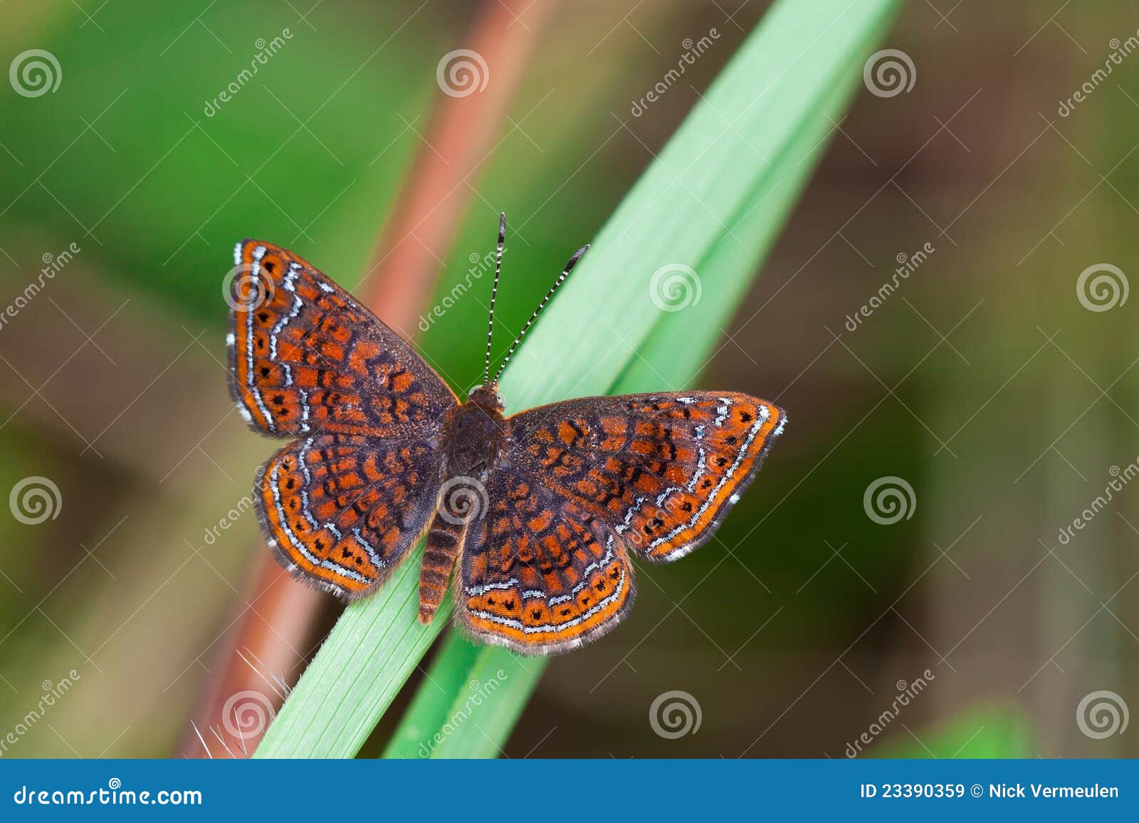 Metalmark Butterfly in Rainforest. Stock Image - Image of fauna, latin ...