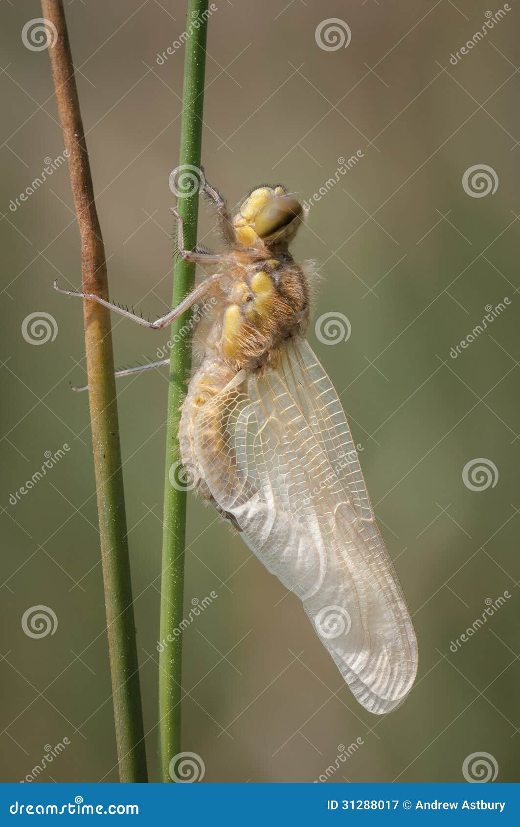 Metamorfose da libélula imagem de stock. Imagem de estrutura - 31288017