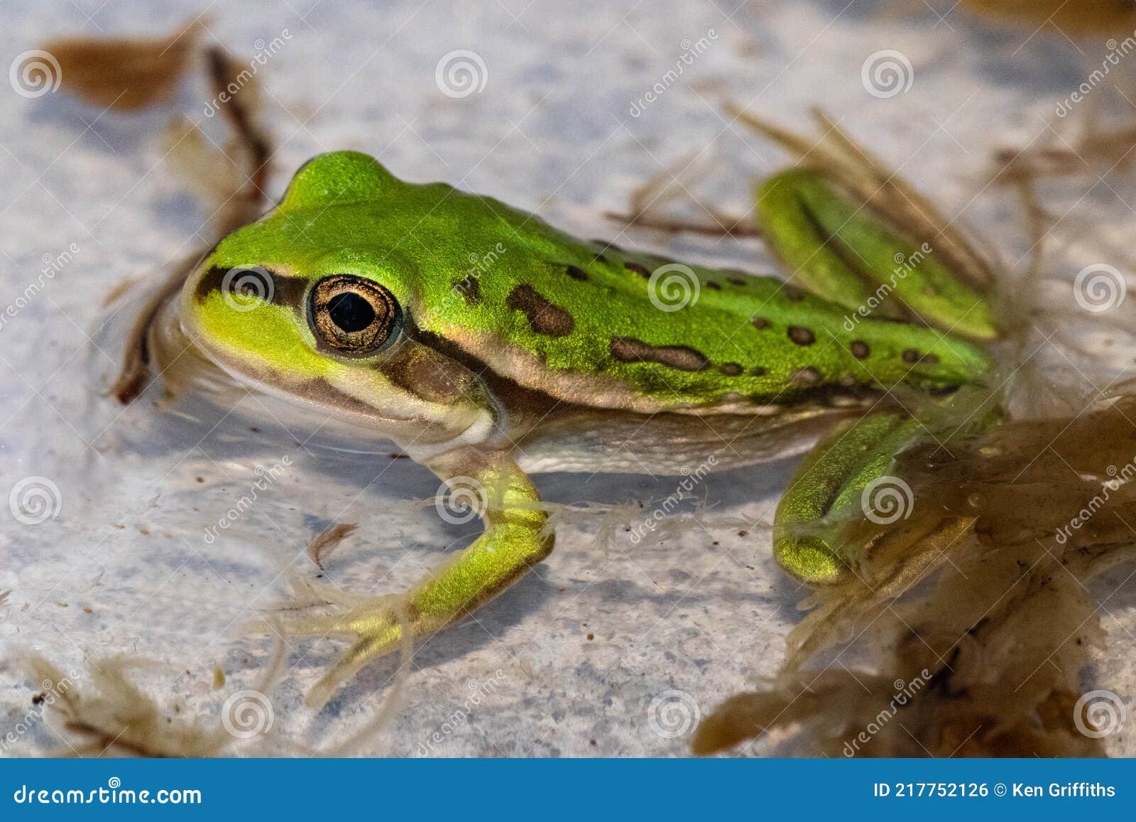 Metamorph of Growling Grass Frog Stock Photo - Image of australia ...