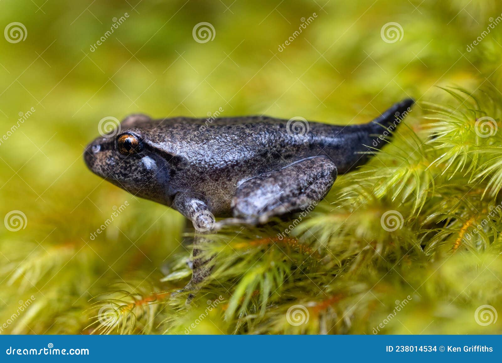 Metamorph Tadpole stock photo. Image of amphibian, frog - 238014534