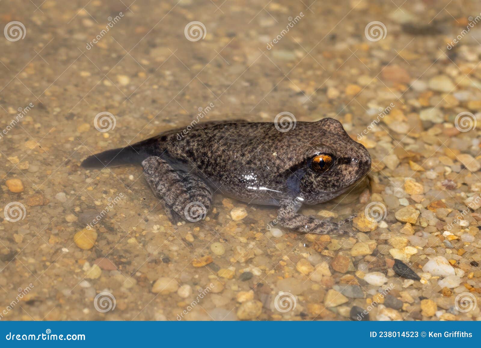 Metamorph Tadpole stock image. Image of tadpole, amphibian - 238014523