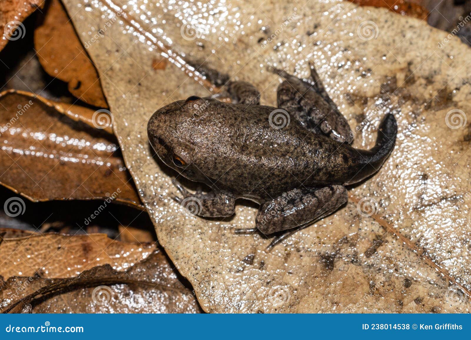 Metamorph Tadpole stock photo. Image of nature, amphibian - 238014538