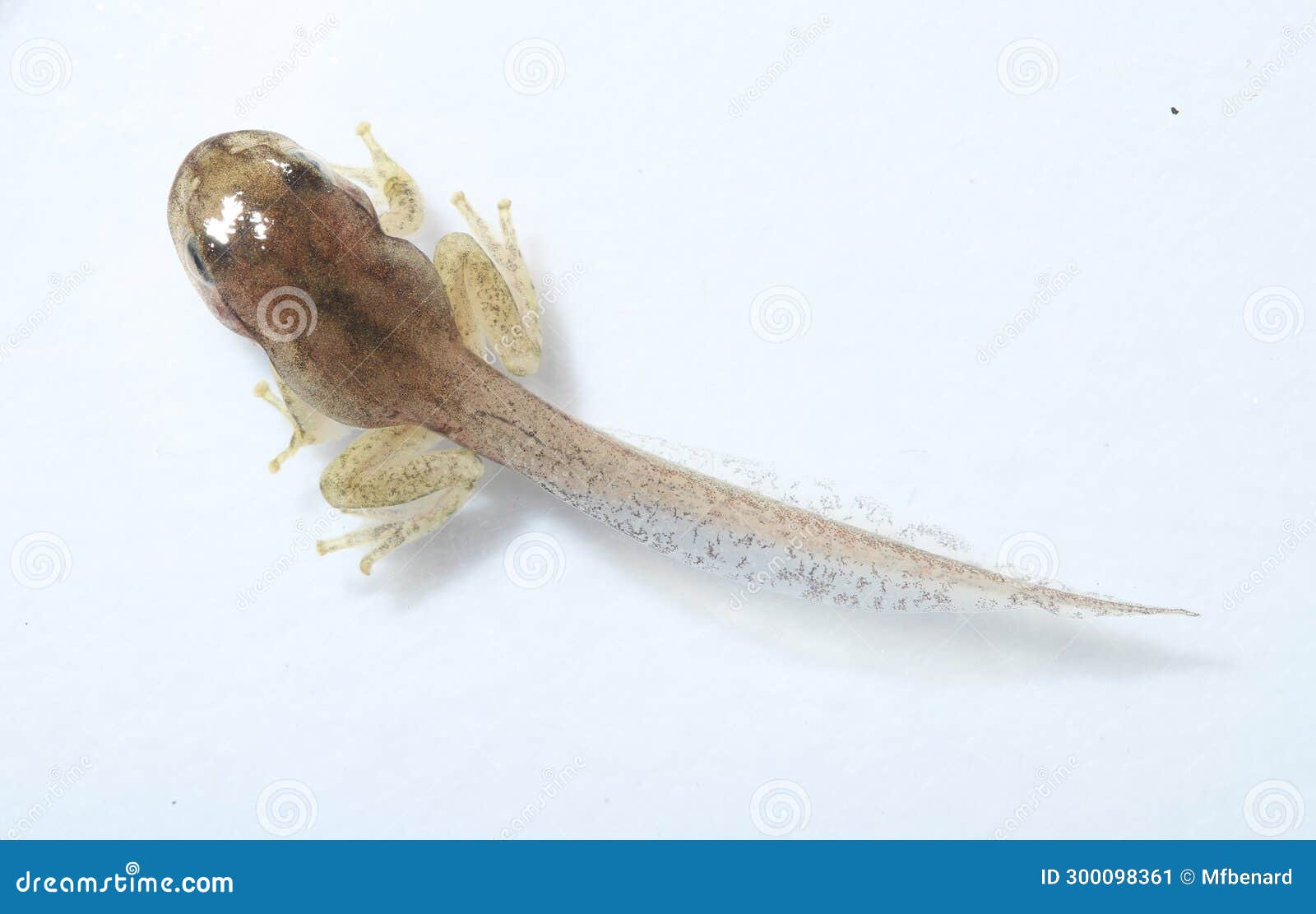 Metamorphosing Spring Peeper (Pseudacris Crucifer) Stock Image - Image ...