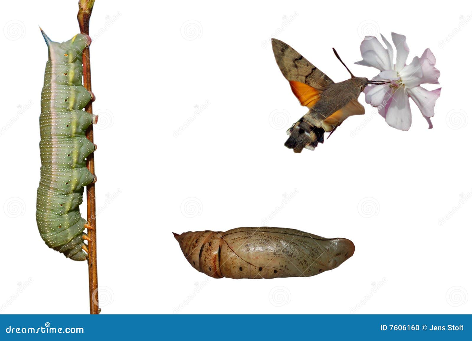 Hummingbird Moth Life Cycle