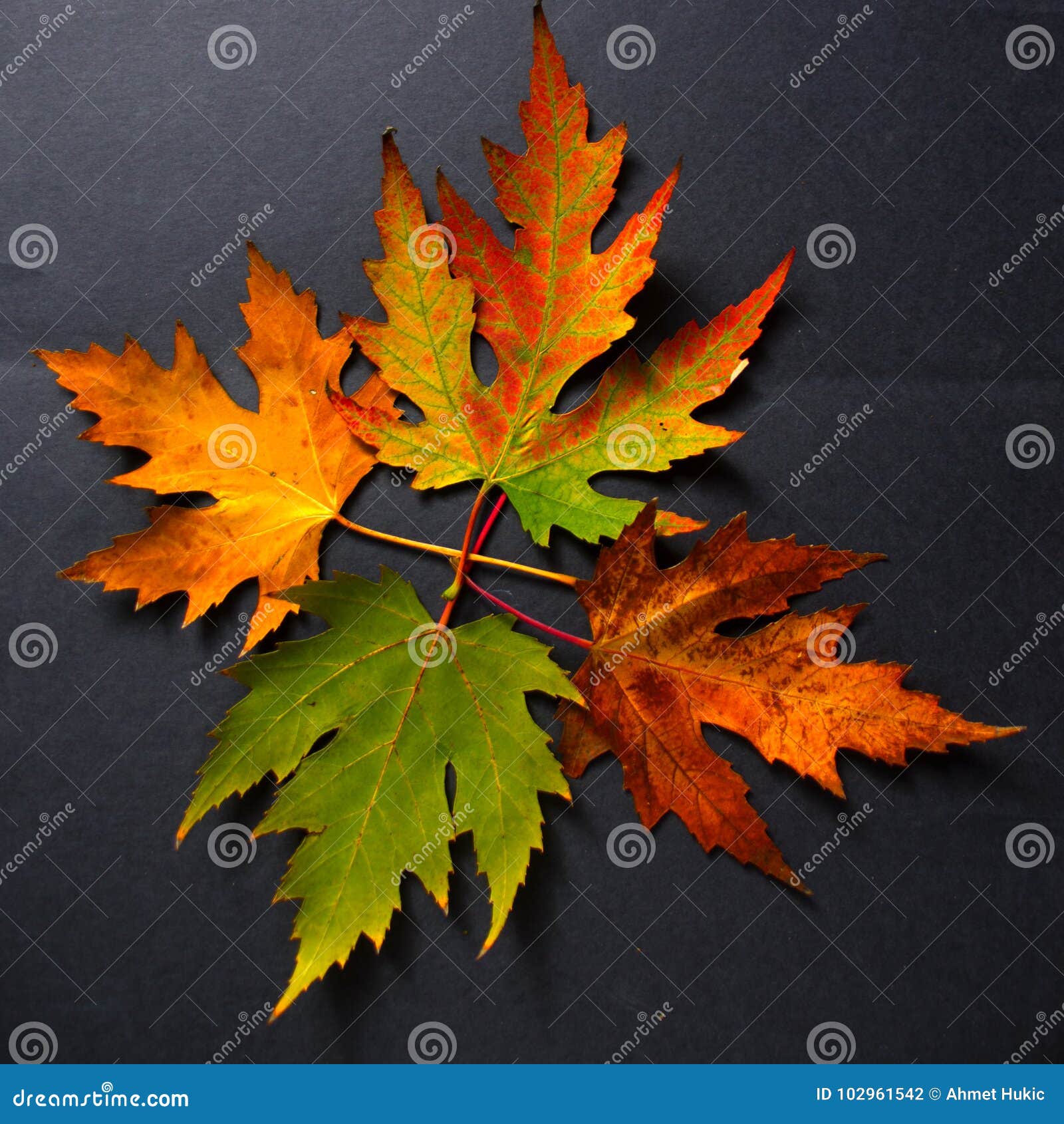 Metamorphosis of Ash Leaves Stock Photo - Image of metamorphosis ...
