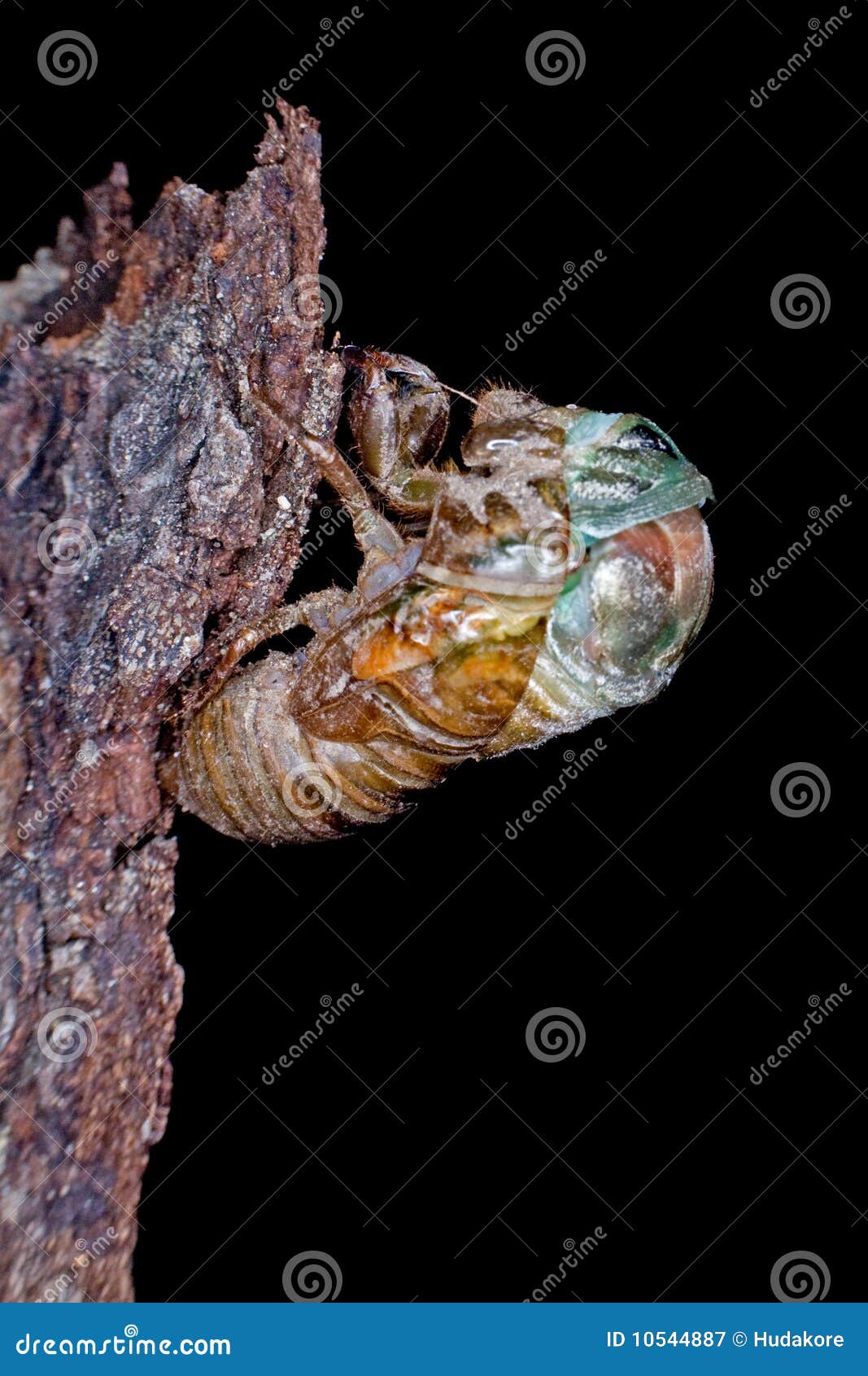 Metamorphosis of a Cicada stock image. Image of natural - 10544887