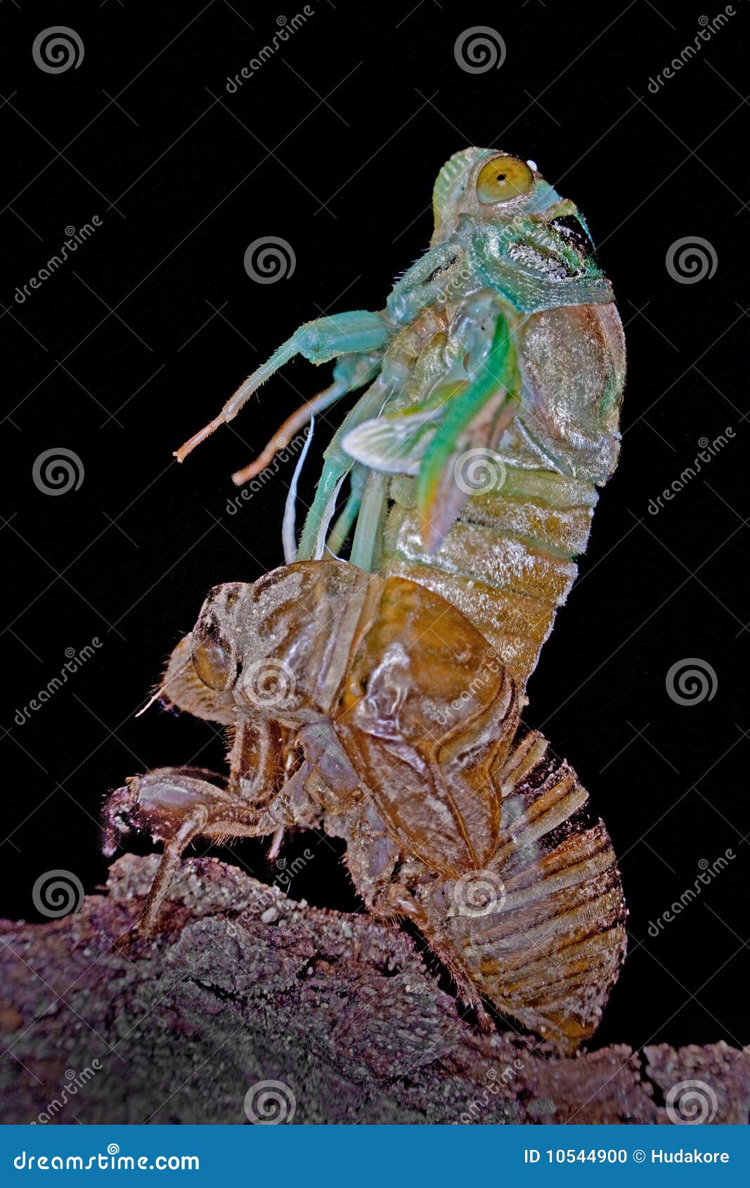 Metamorphosis of a Cicada stock photo. Image of insect - 10544900