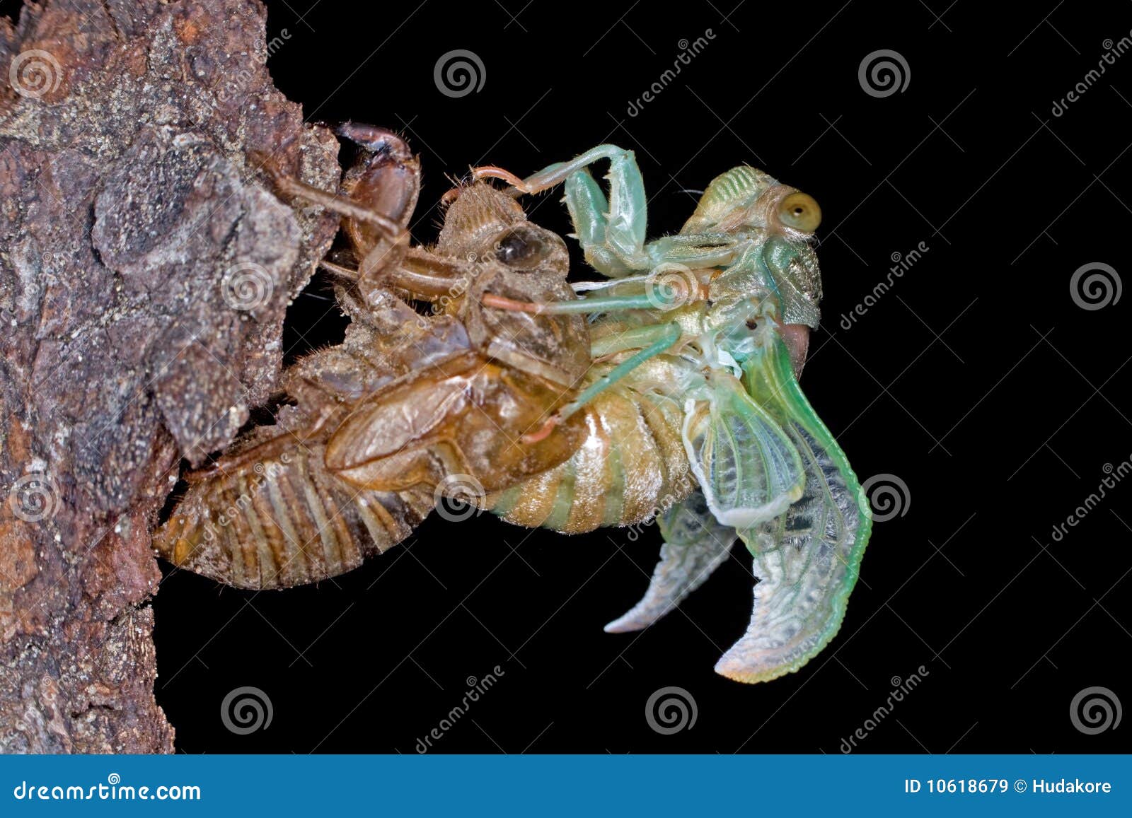 Metamorphosis of a Cicada stock image. Image of locust - 10618679
