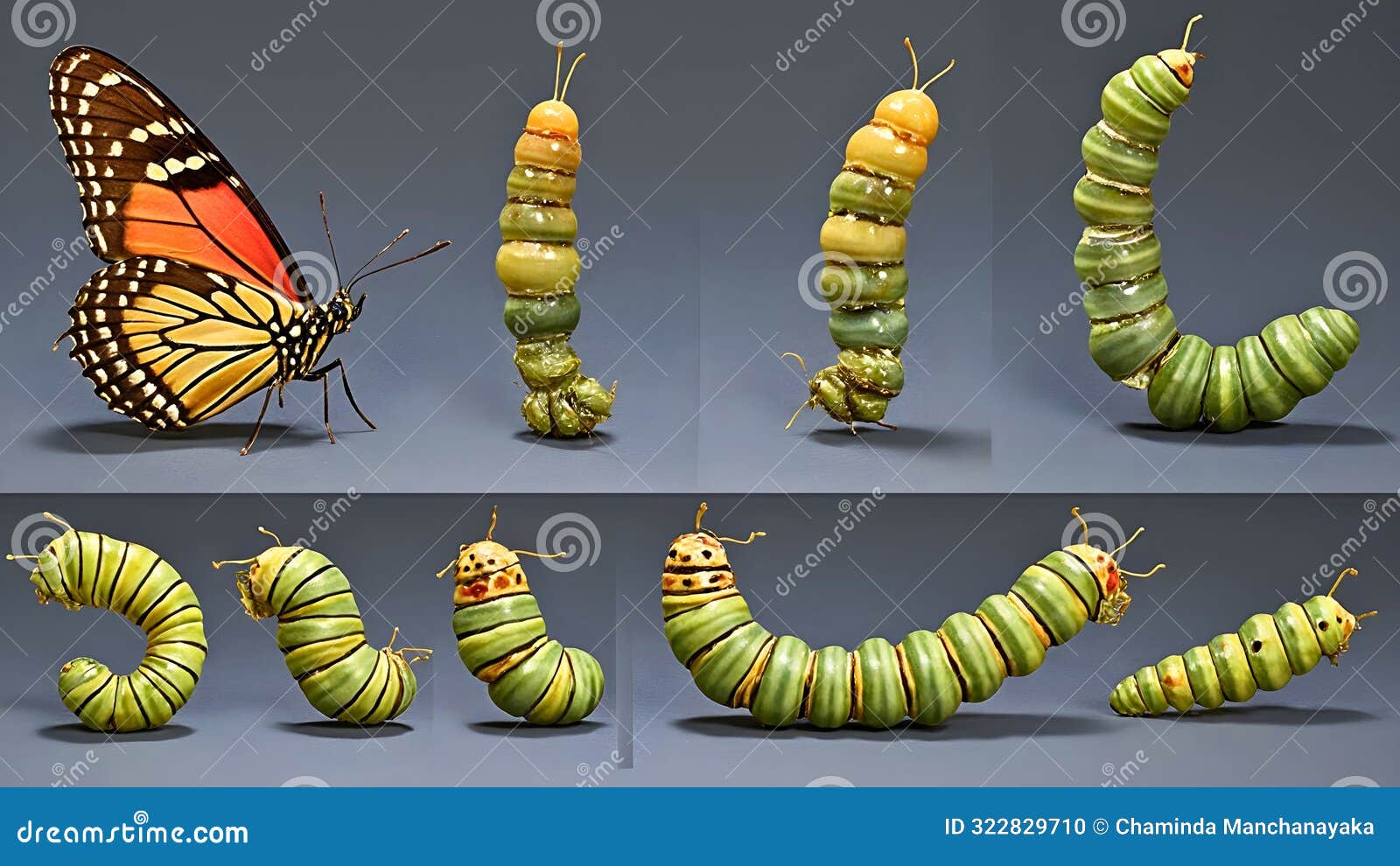 Metamorphosis - a Complete Change of Form that an Insect Undergoes ...