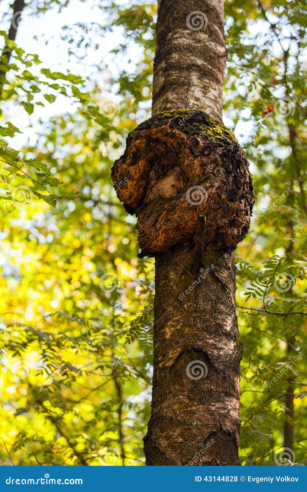 Metamorphosis of nature stock photo. Image of stem, leaves - 43144828