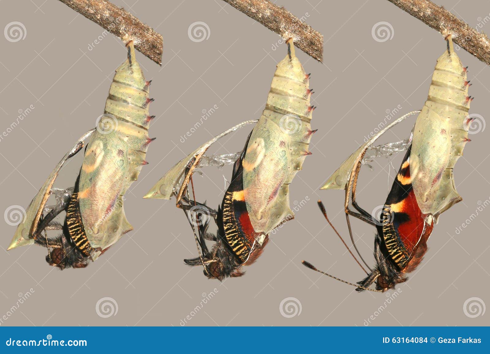 Metamorphosis of Peacock Butterfly Stock Photo - Image of brown ...