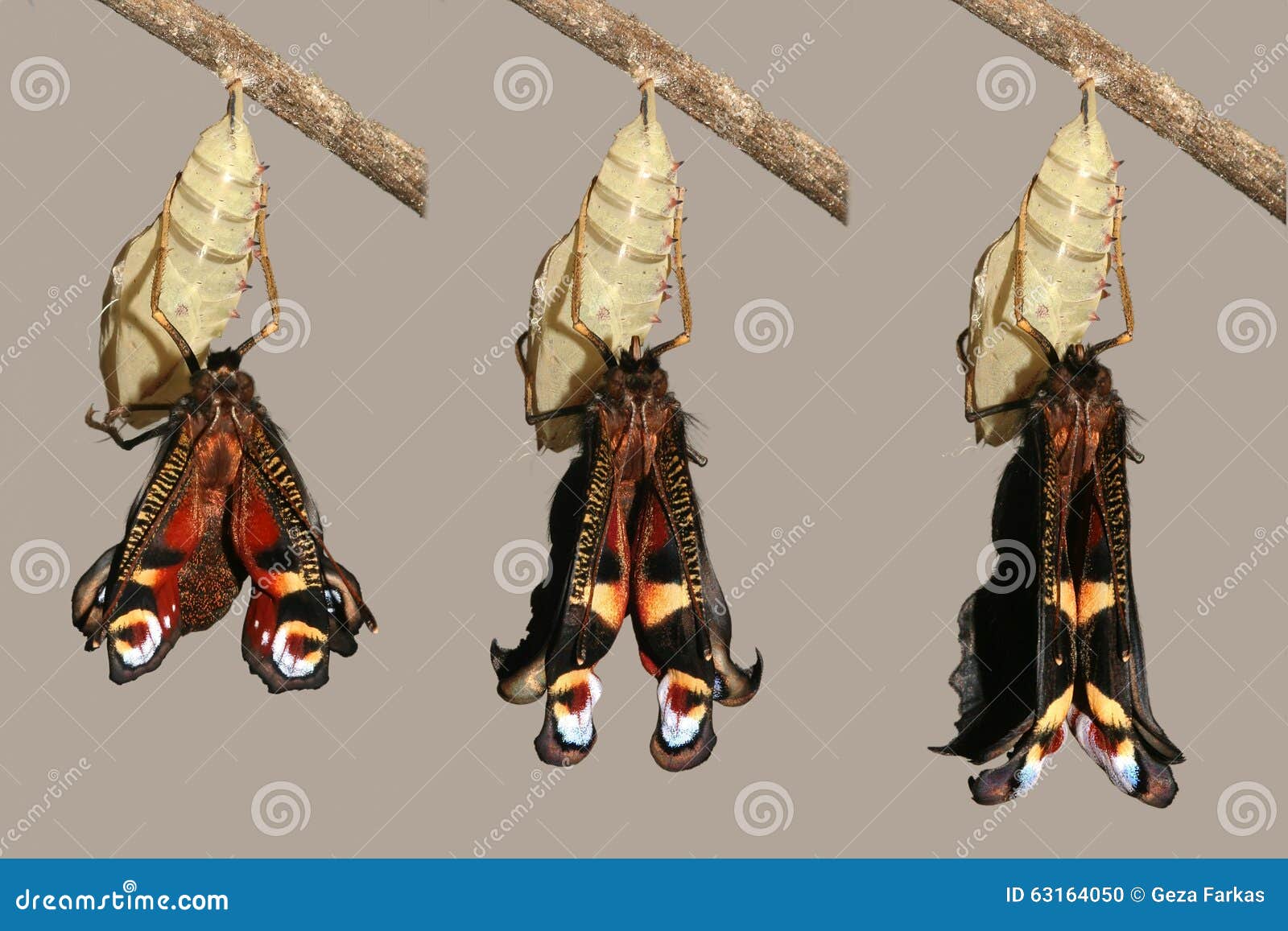 Metamorphosis of Peacock Butterfly Stock Photo - Image of emerging ...