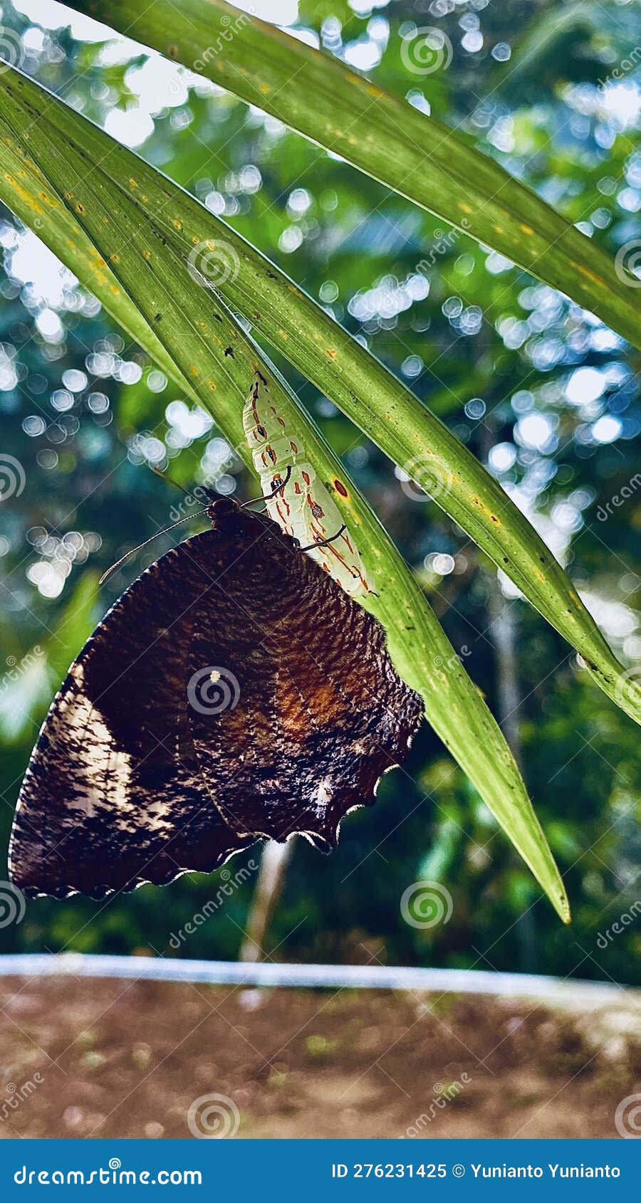 Metamorphosis stock image. Image of branch, plant, leaf - 276231425