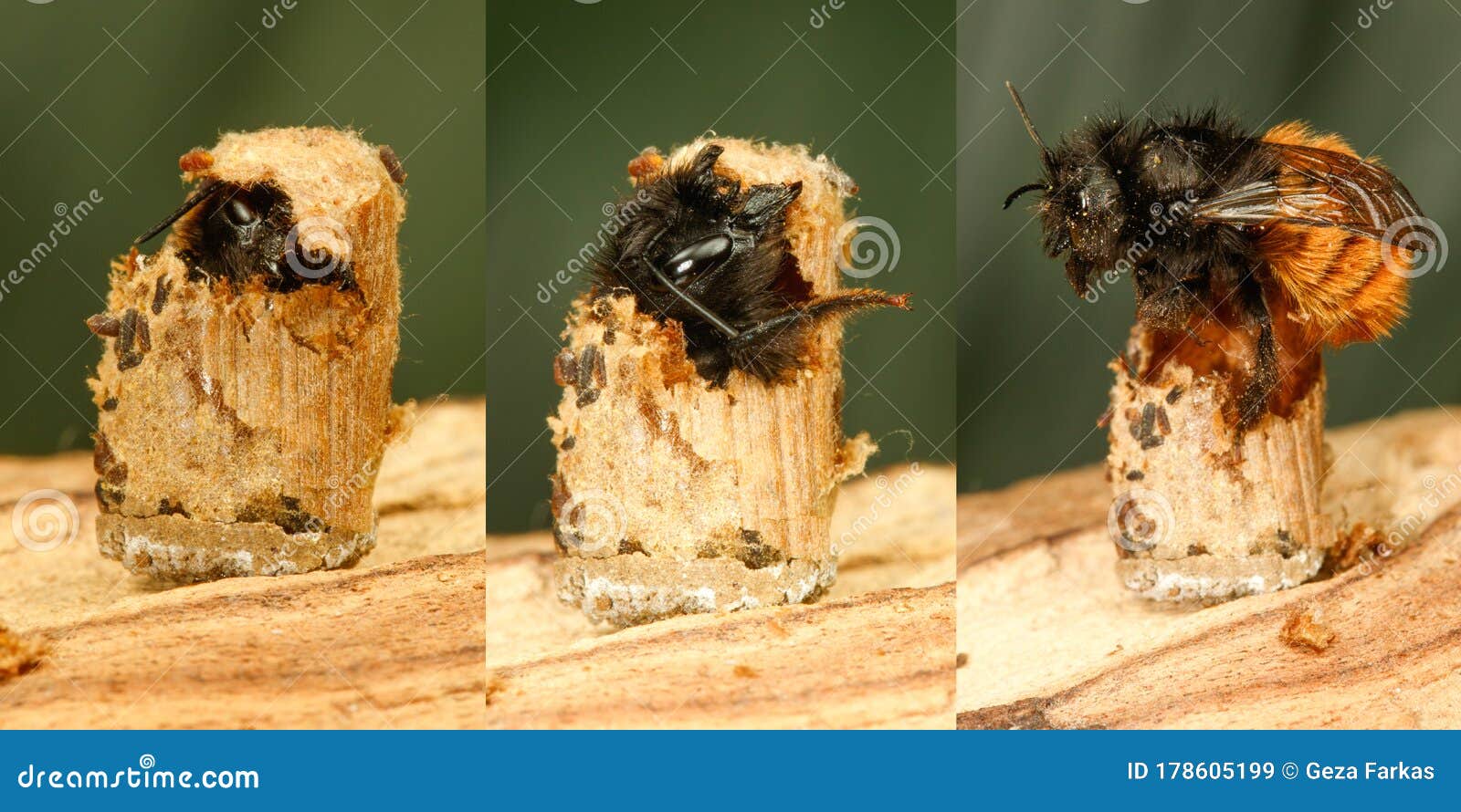 Metamorphosis of Red Mason Bee Pollinator, Osmia Rufa Stock Image ...