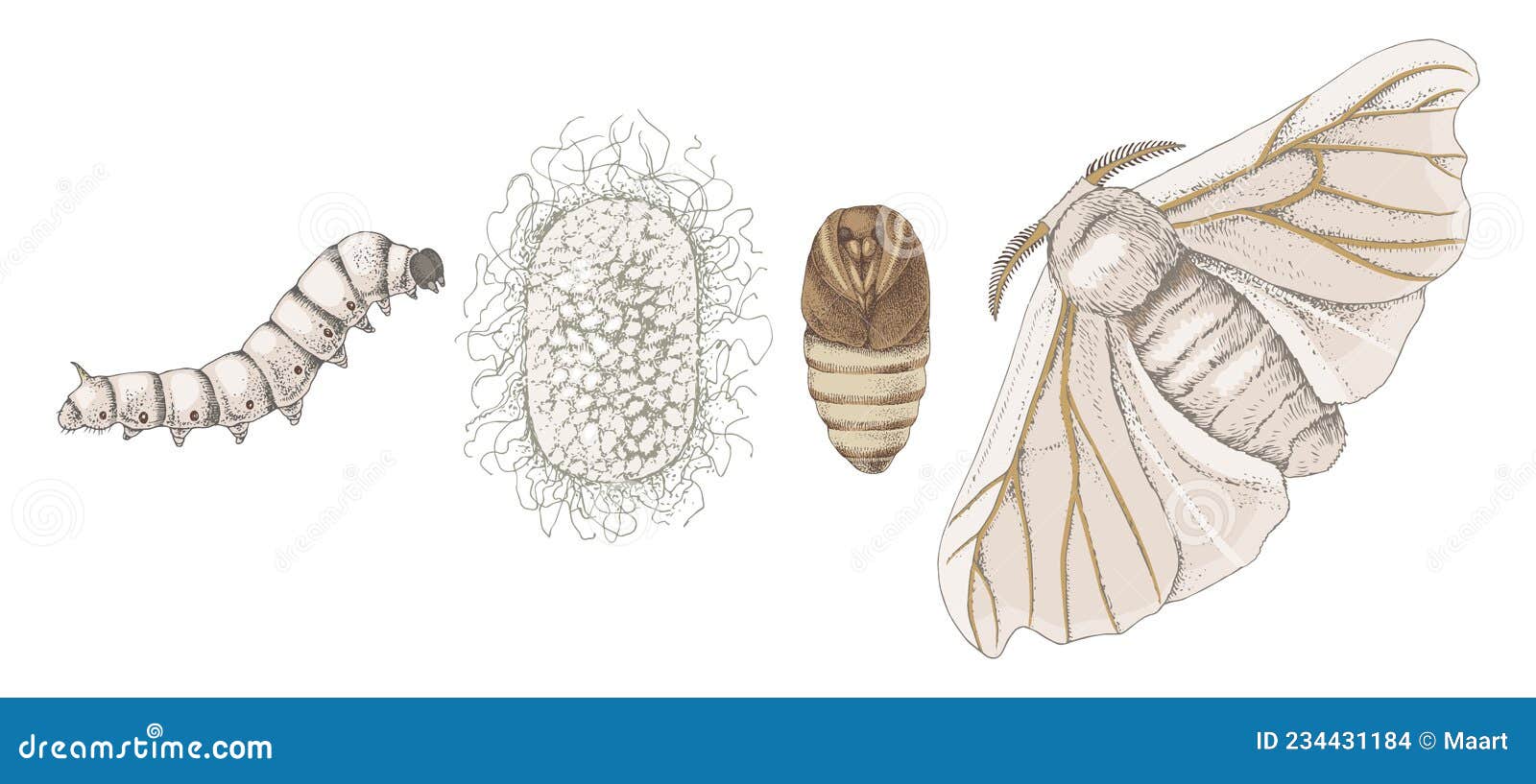 Silk Moth Metamorphosis And Life Stages. Silkworm Black And White ...