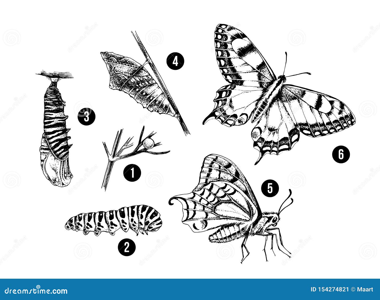 Metamorphosis of the Swallowtail - Papilio Machaon - Butterfly Stock ...