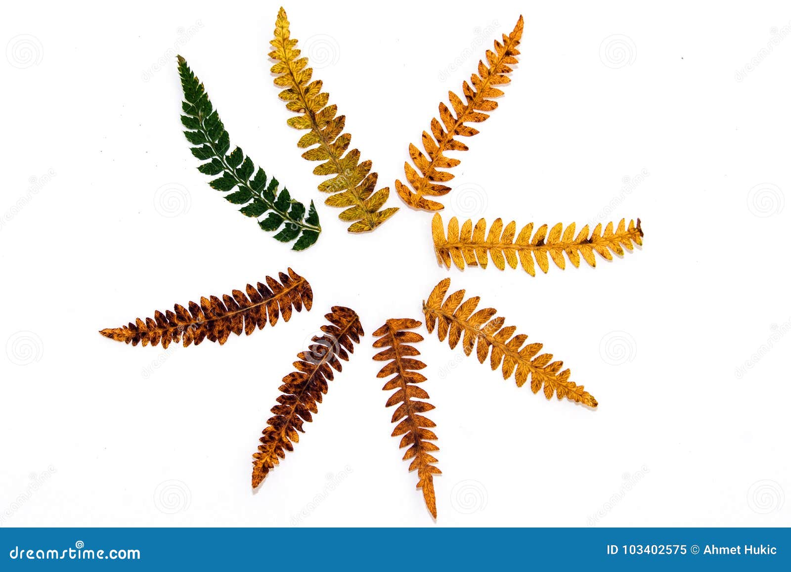 Metamorphosis of the Tree Fern on White Background Stock Image - Image ...