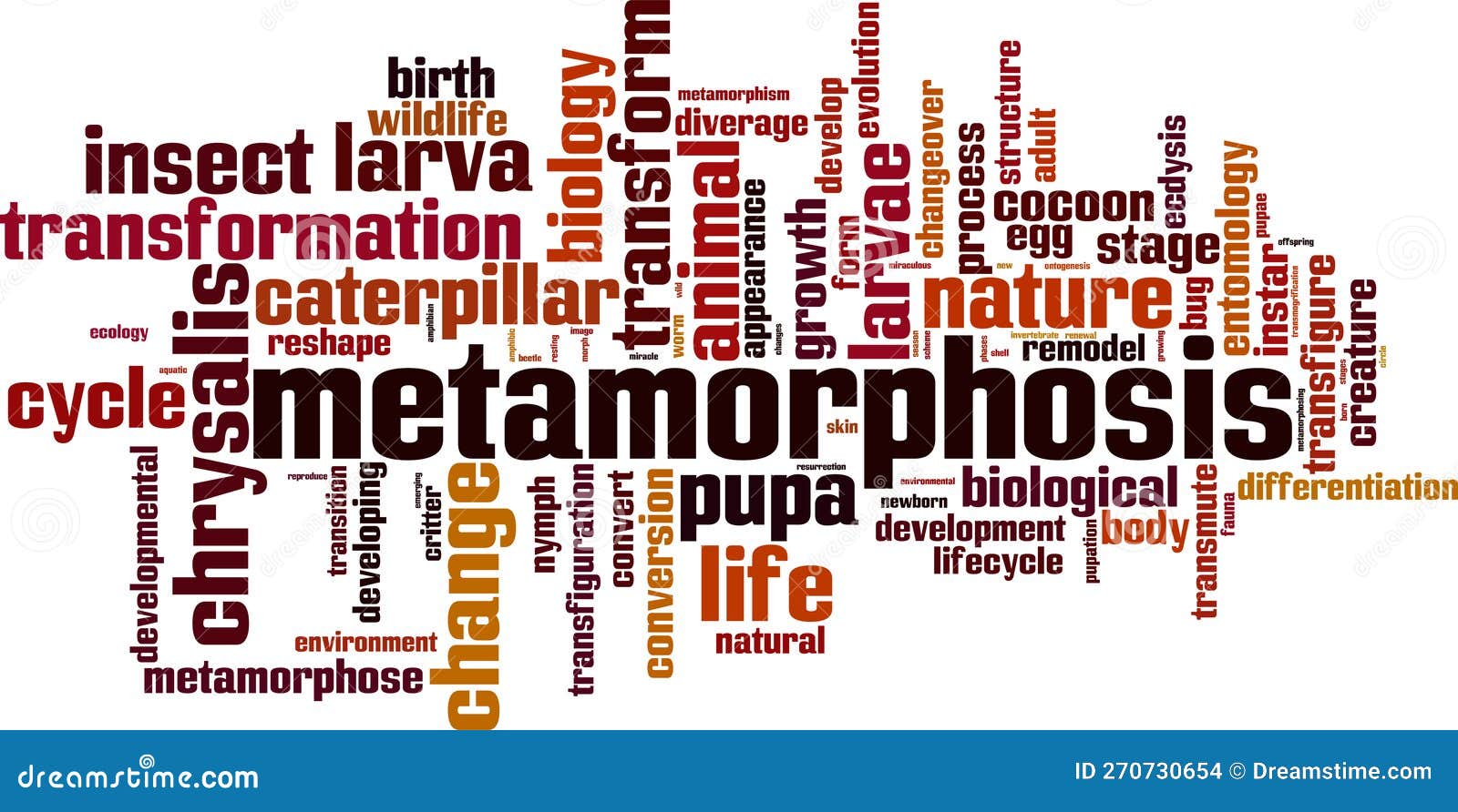 Metamorphosis word cloud stock vector. Illustration of transfigure ...