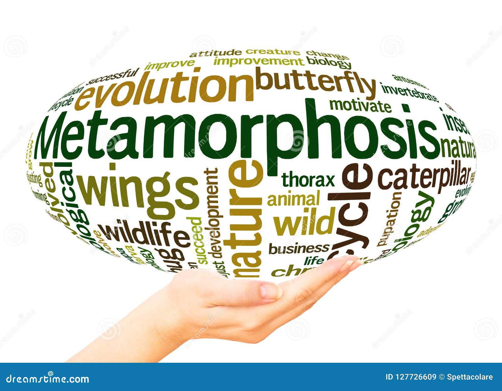 Metamorphosis Word Cloud Sphere Concept Stock Illustration ...