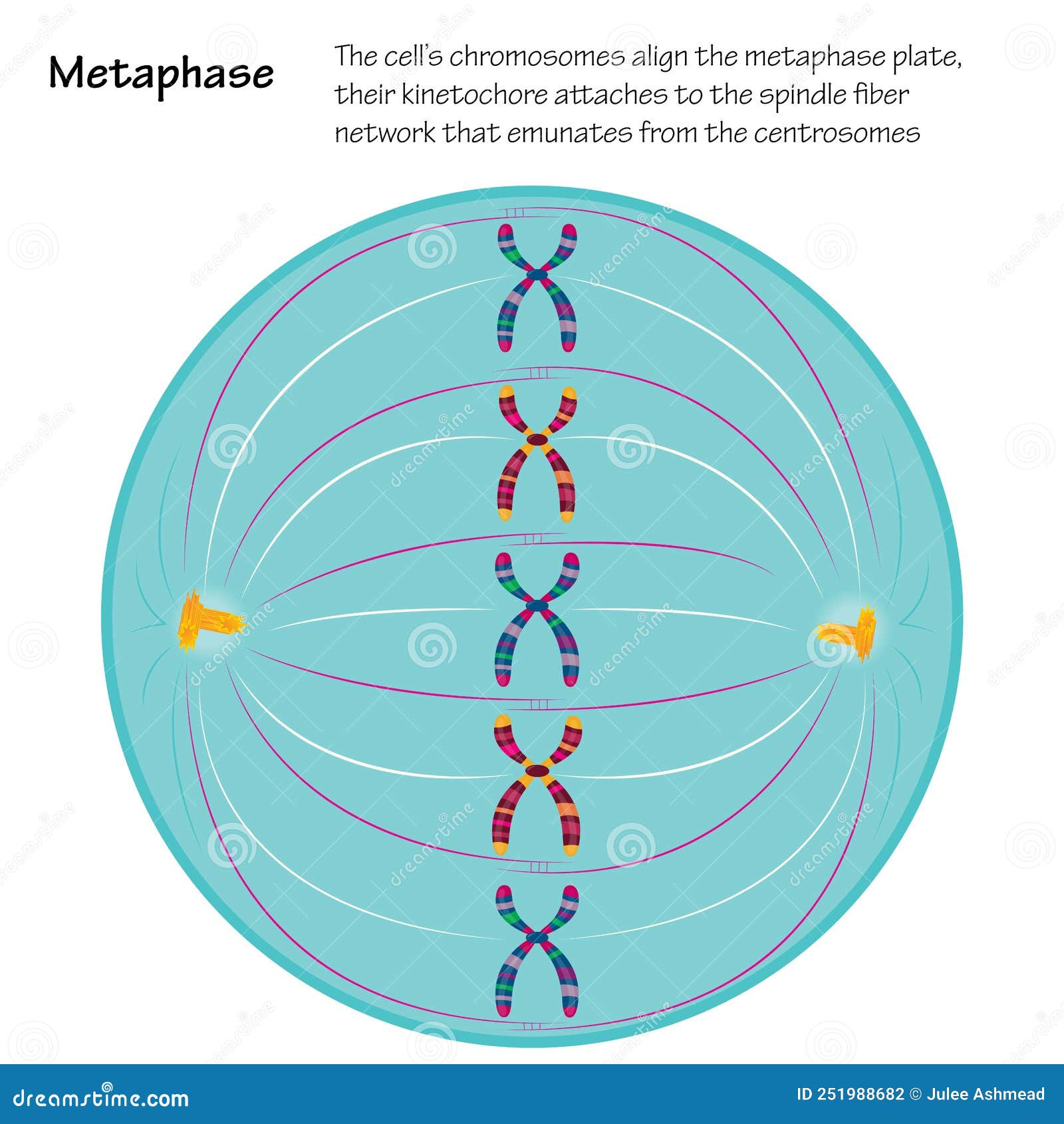 Metaphase Stage Of Mitosis Vector Illustration | CartoonDealer.com ...