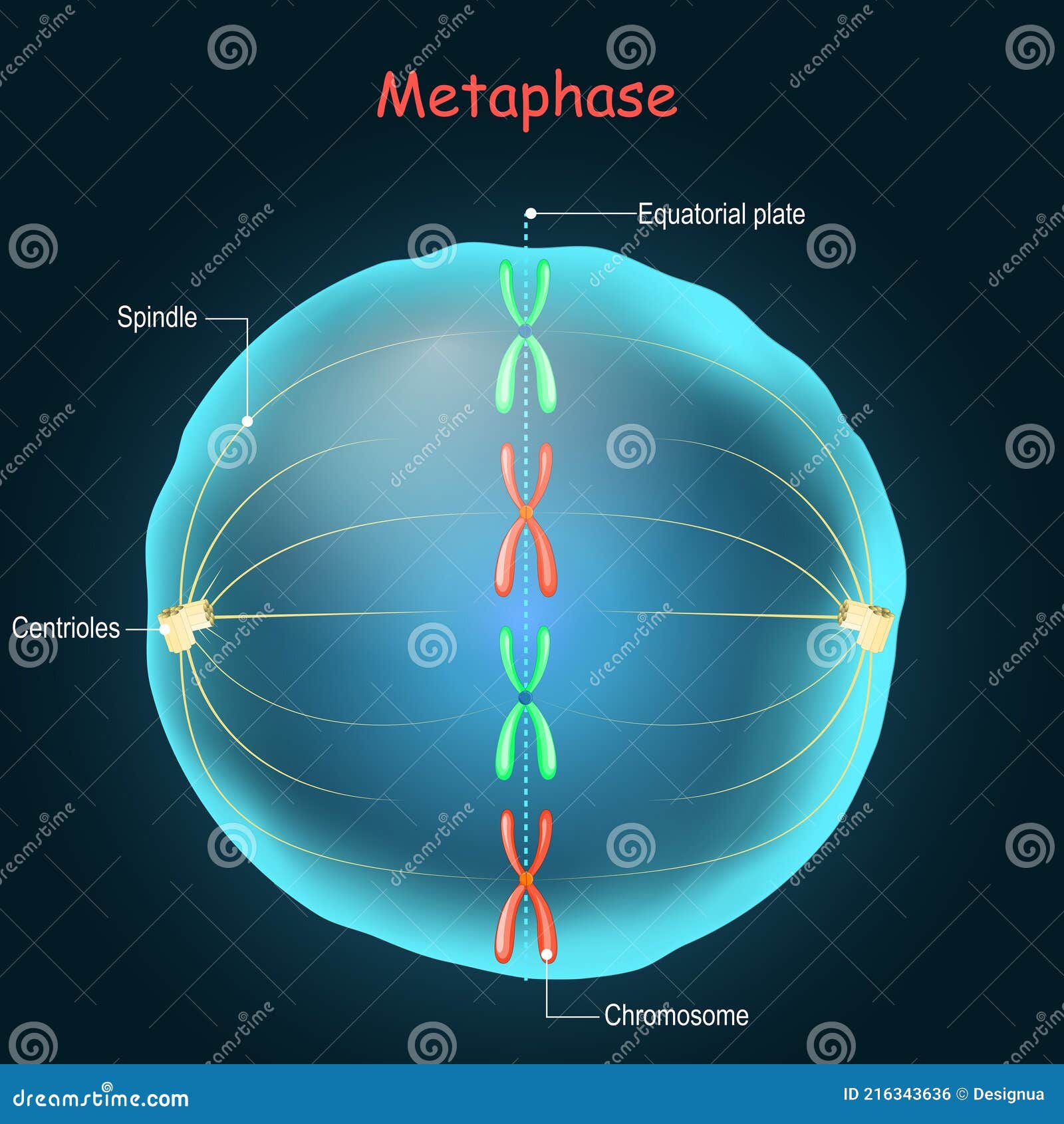 Metaphase Stage Of Mitosis Vector Illustration | CartoonDealer.com ... Metaphase Stage Of Mitosis Vector Illustration | CartoonDealer.com ...