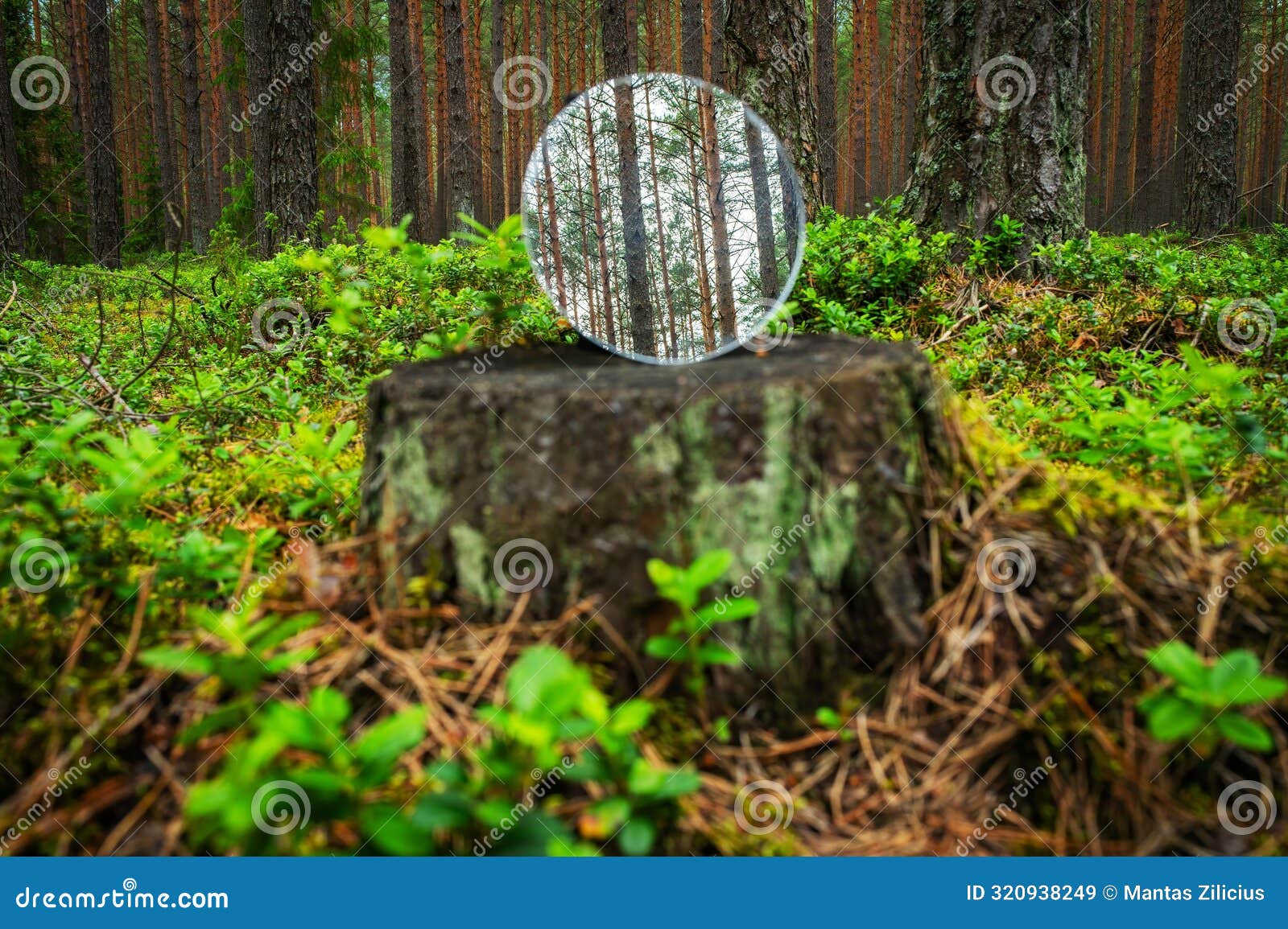 Metaphor and Concept of Deforestation. a Reflection of Forest, Pines ...