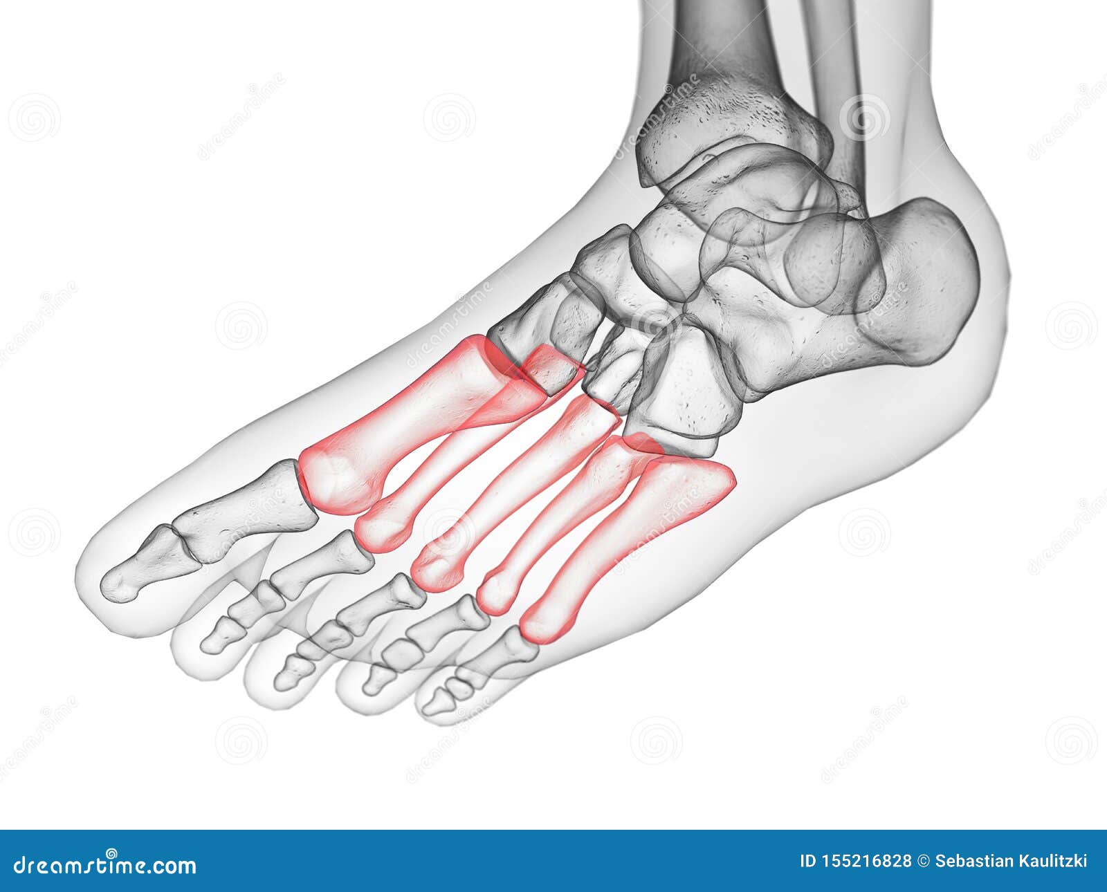 The metatarsal bone stock illustration. Illustration of biology - 155216828
