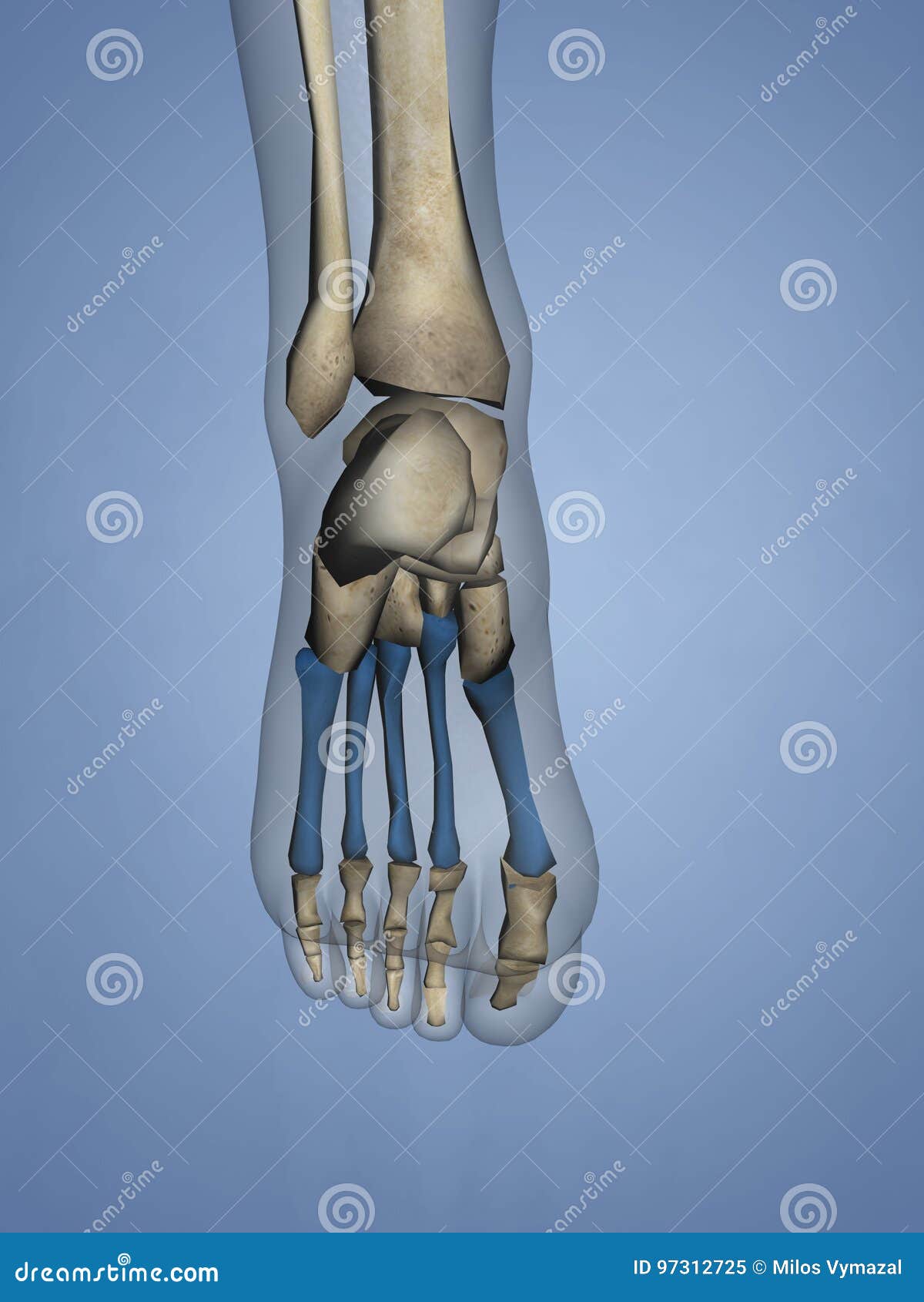 Metatarsal Bones, 3D Model stock illustration. Illustration of model ...