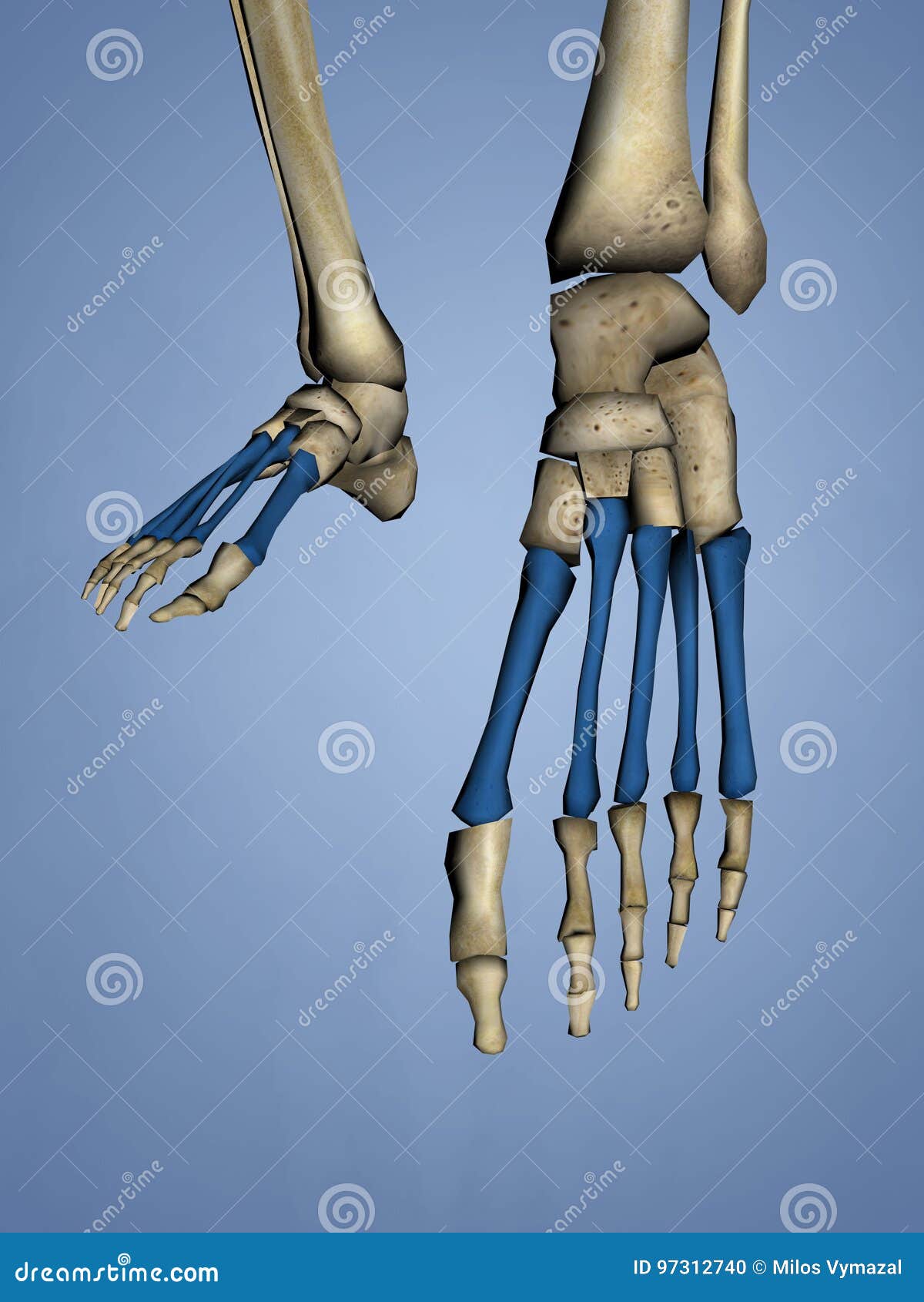 Metatarsal Bones, 3D Model Stock Photo | CartoonDealer.com #97312740