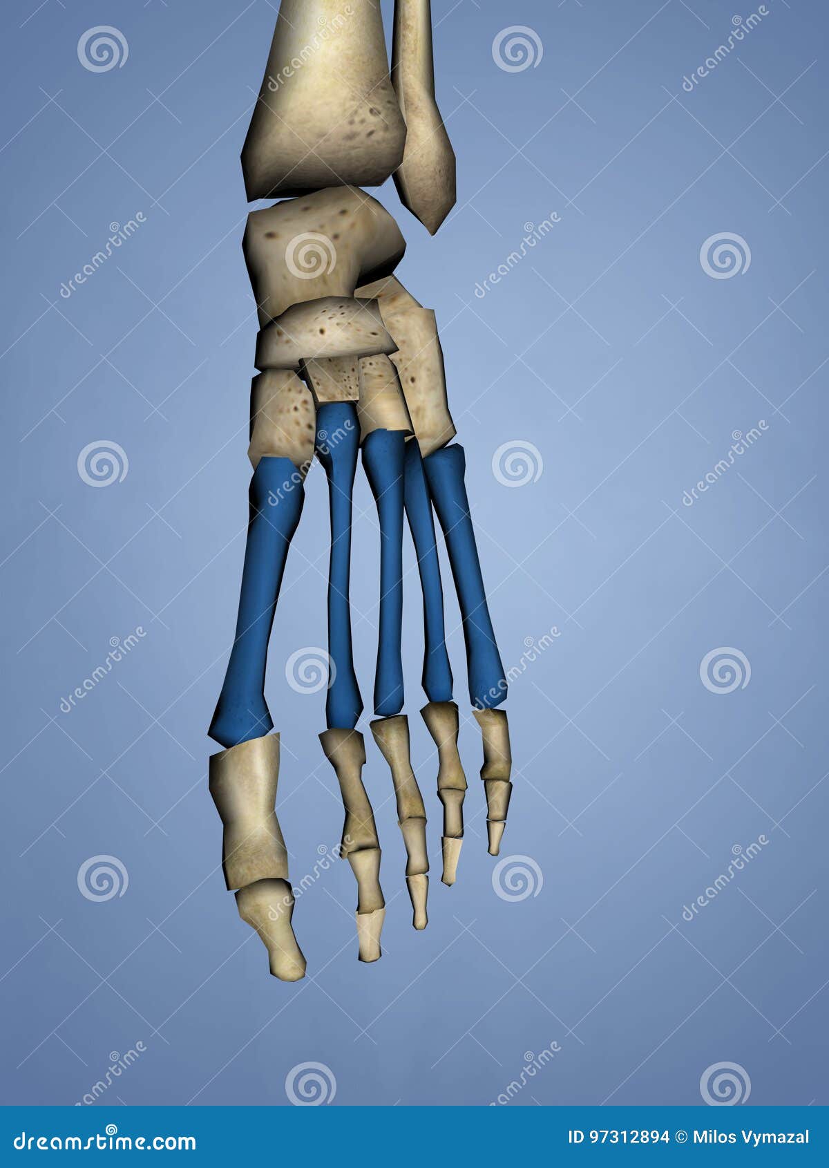 Metatarsal Bones, 3D Model Royalty-Free Stock Image | CartoonDealer.com ...
