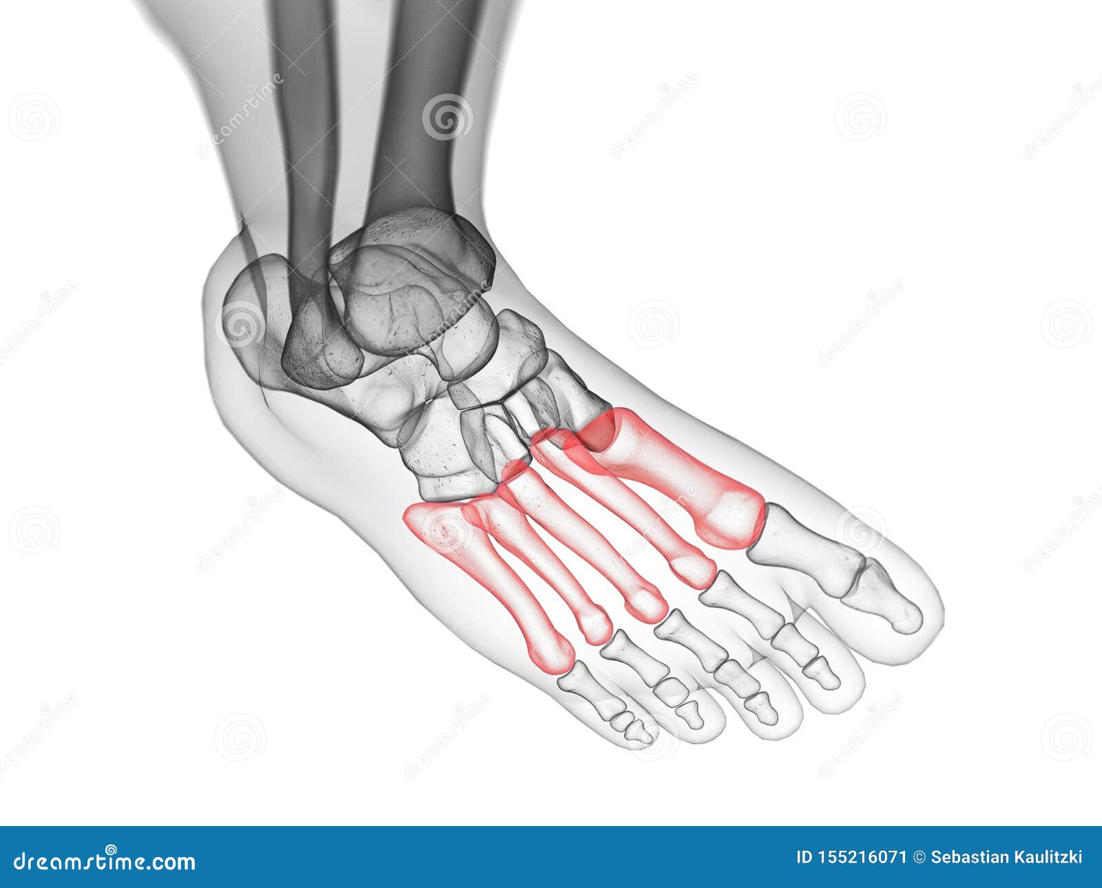 The metatarsal bones stock illustration. Illustration of science ...
