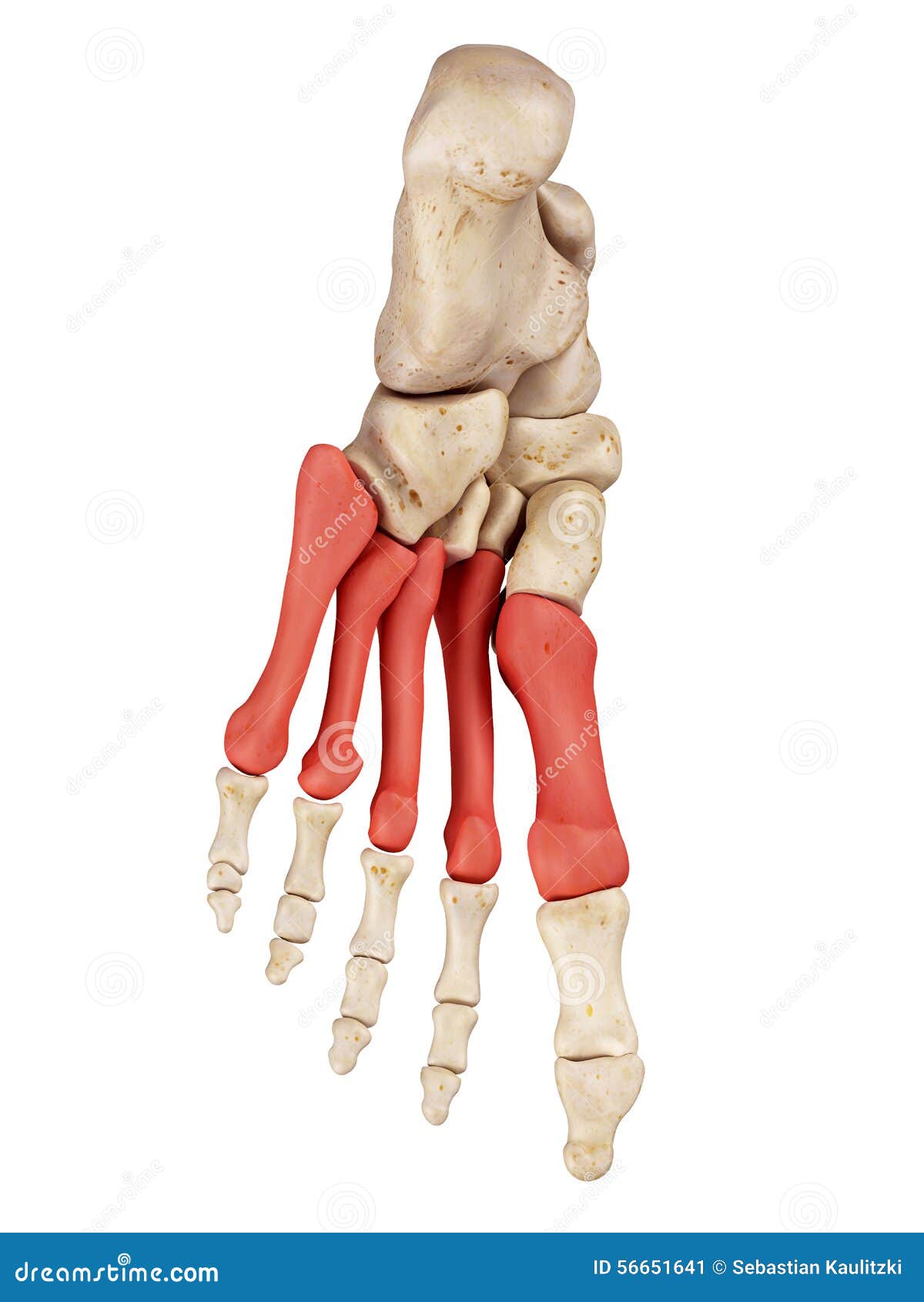 The Metatarsal Bones Stock Illustration | CartoonDealer.com #56651641