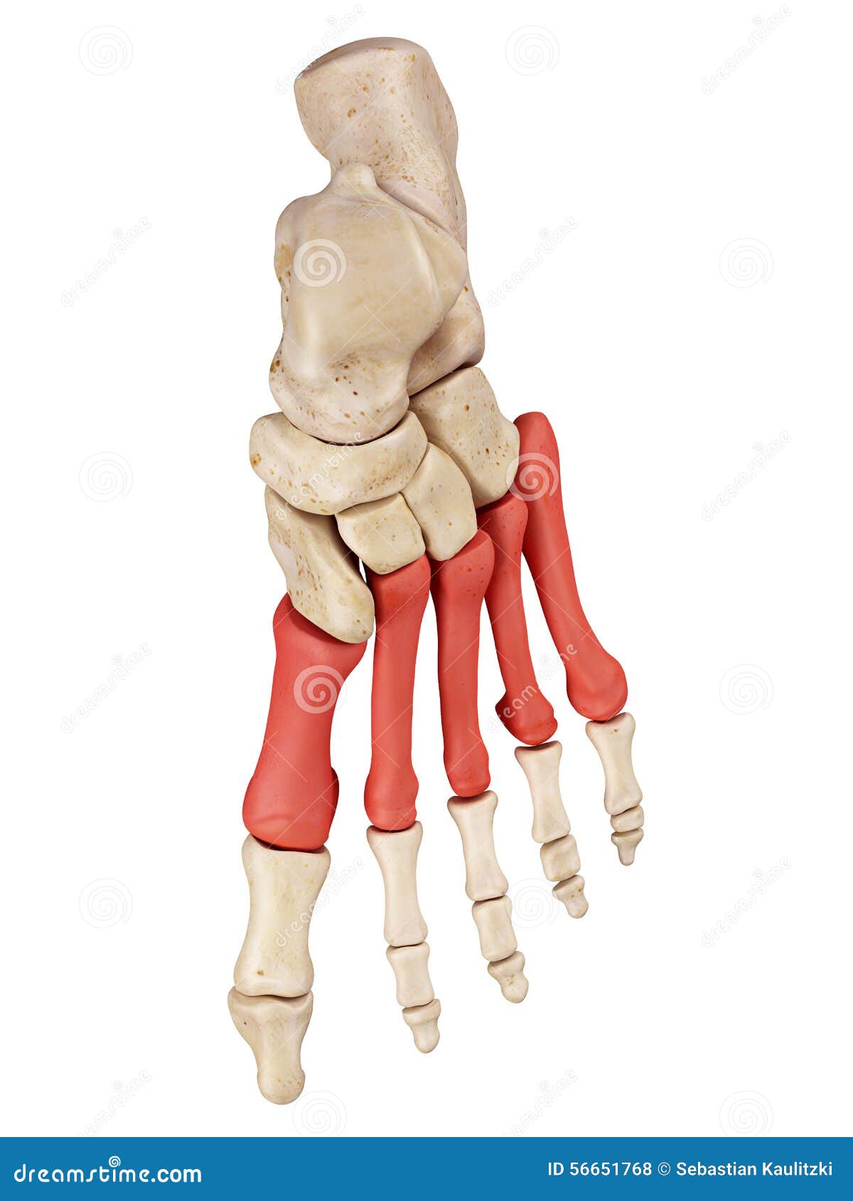 The metatarsal bones stock illustration. Illustration of skeletal ...