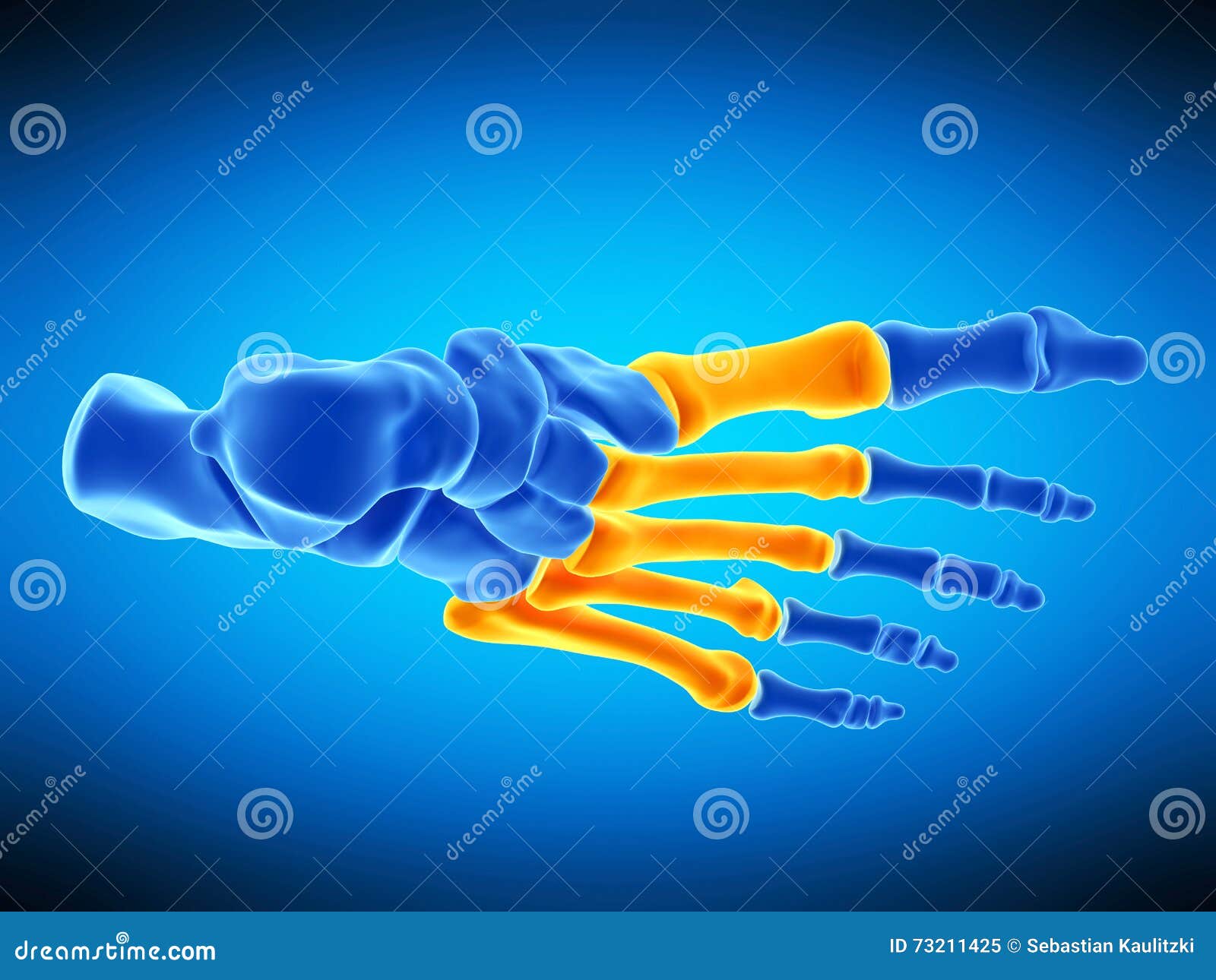 The metatarsal bones stock illustration. Illustration of accurate ...