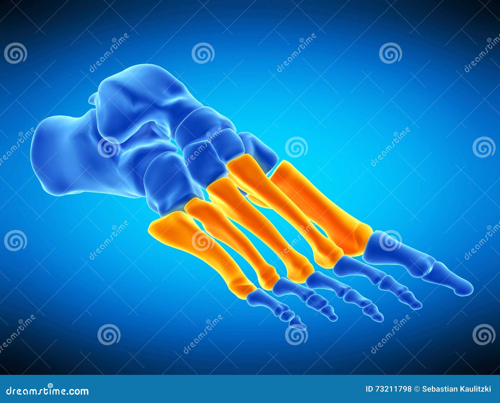 The metatarsal bones stock illustration. Illustration of orange - 73211798
