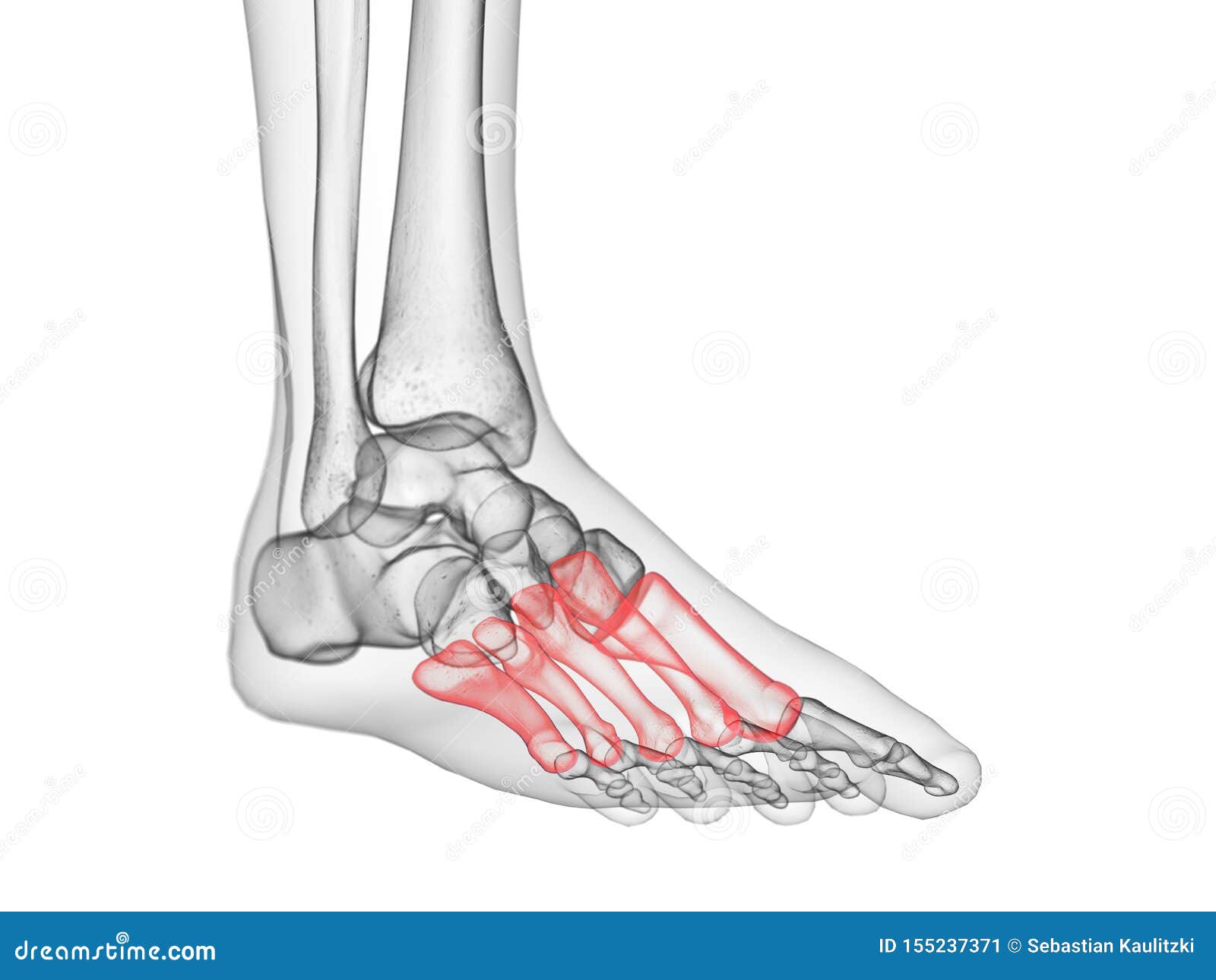 The metatarsals bone stock illustration. Illustration of frontal ...