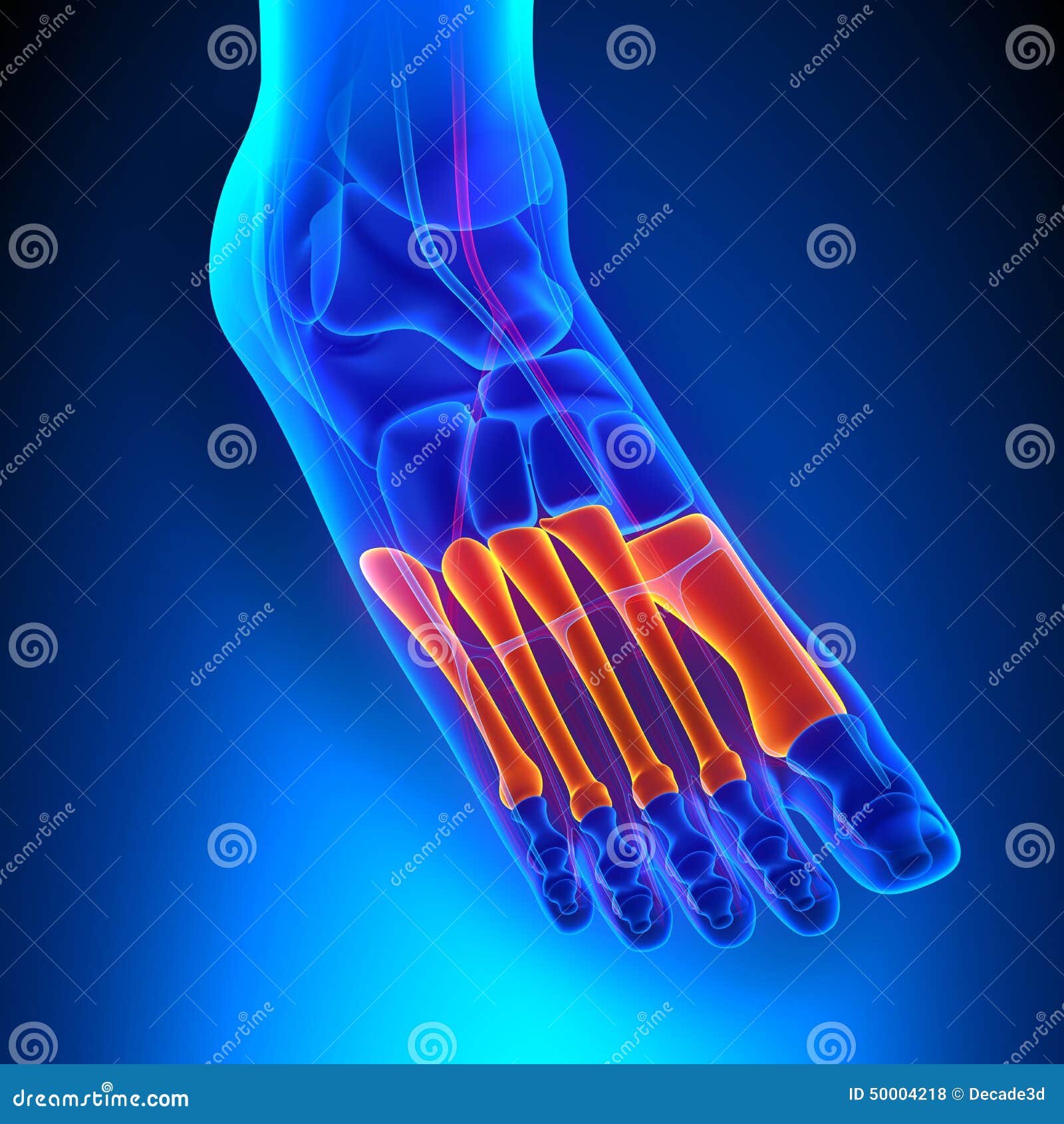 Metatarsals Bones Anatomy With Circulatory System Stock Illustration ...