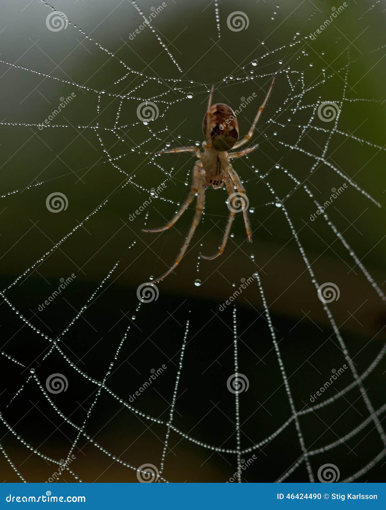 Metellina segmentata stock photo. Image of forest, segmentata - 46424490