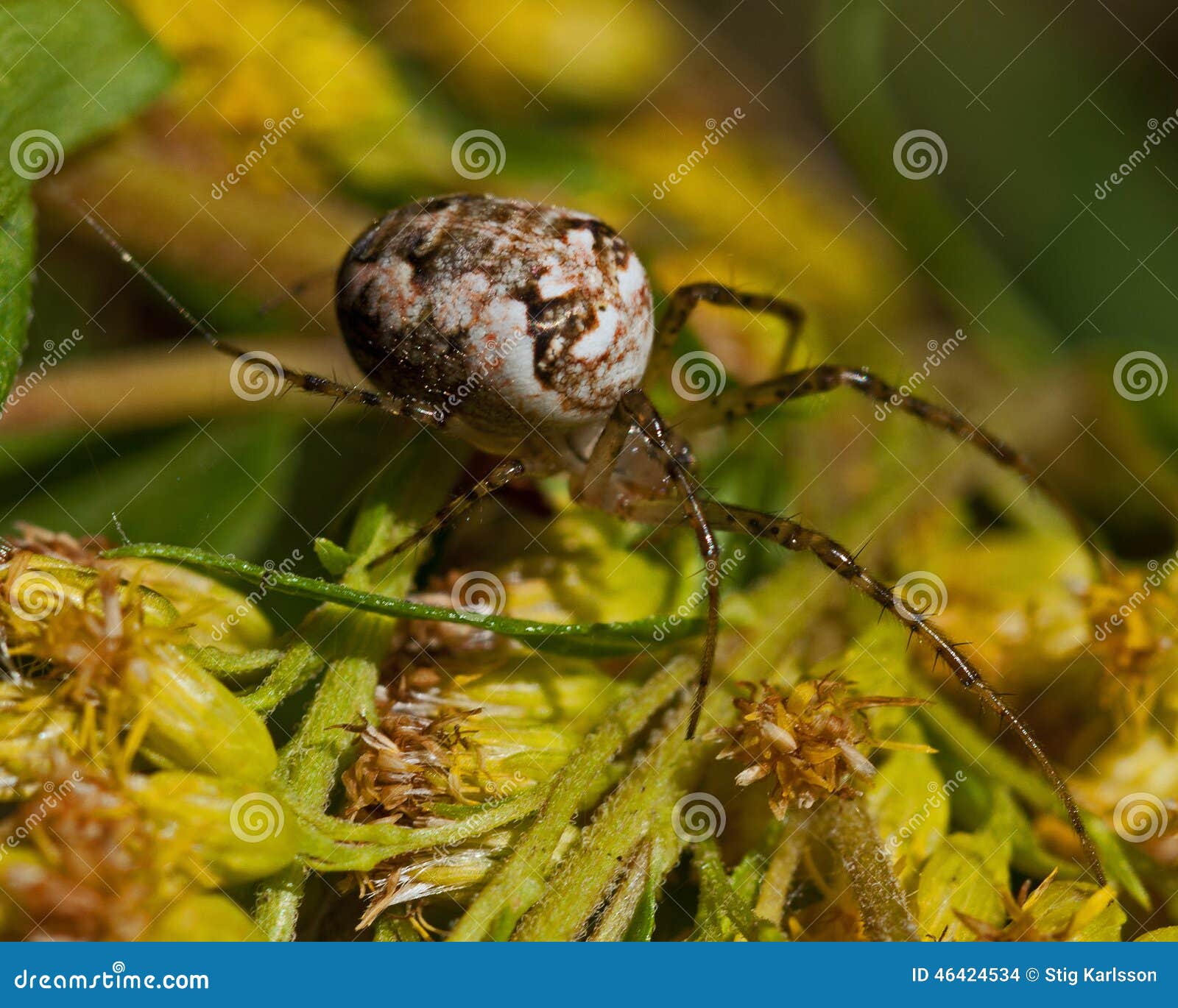 Metellina segmentata stock photo. Image of nature, flower - 46424534