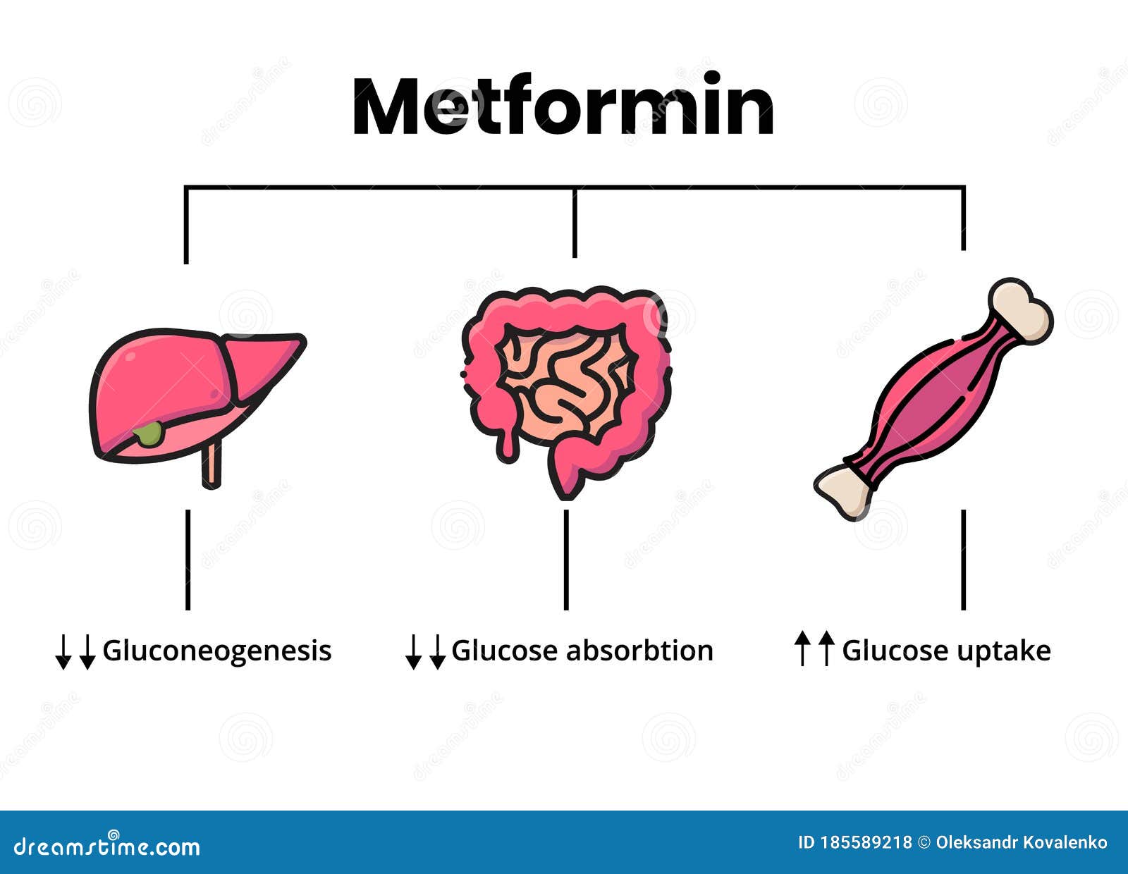Metformin Mechanism of Action. Vector Illustration of the Metformin ... Metformin Mechanism of Action. Vector Illustration of the Metformin ...