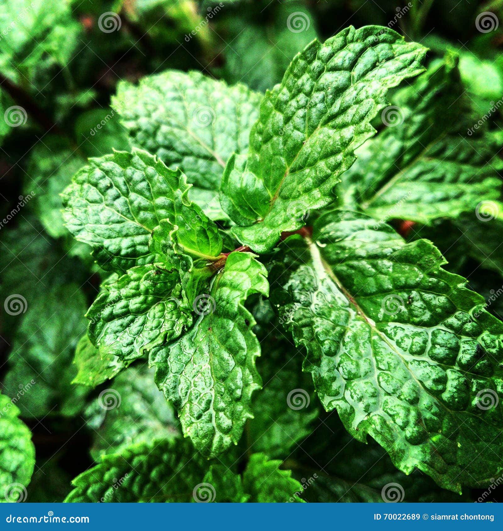 Metha cordifoliaÂ Opiz stock image. Image of metha, herbs - 70022689