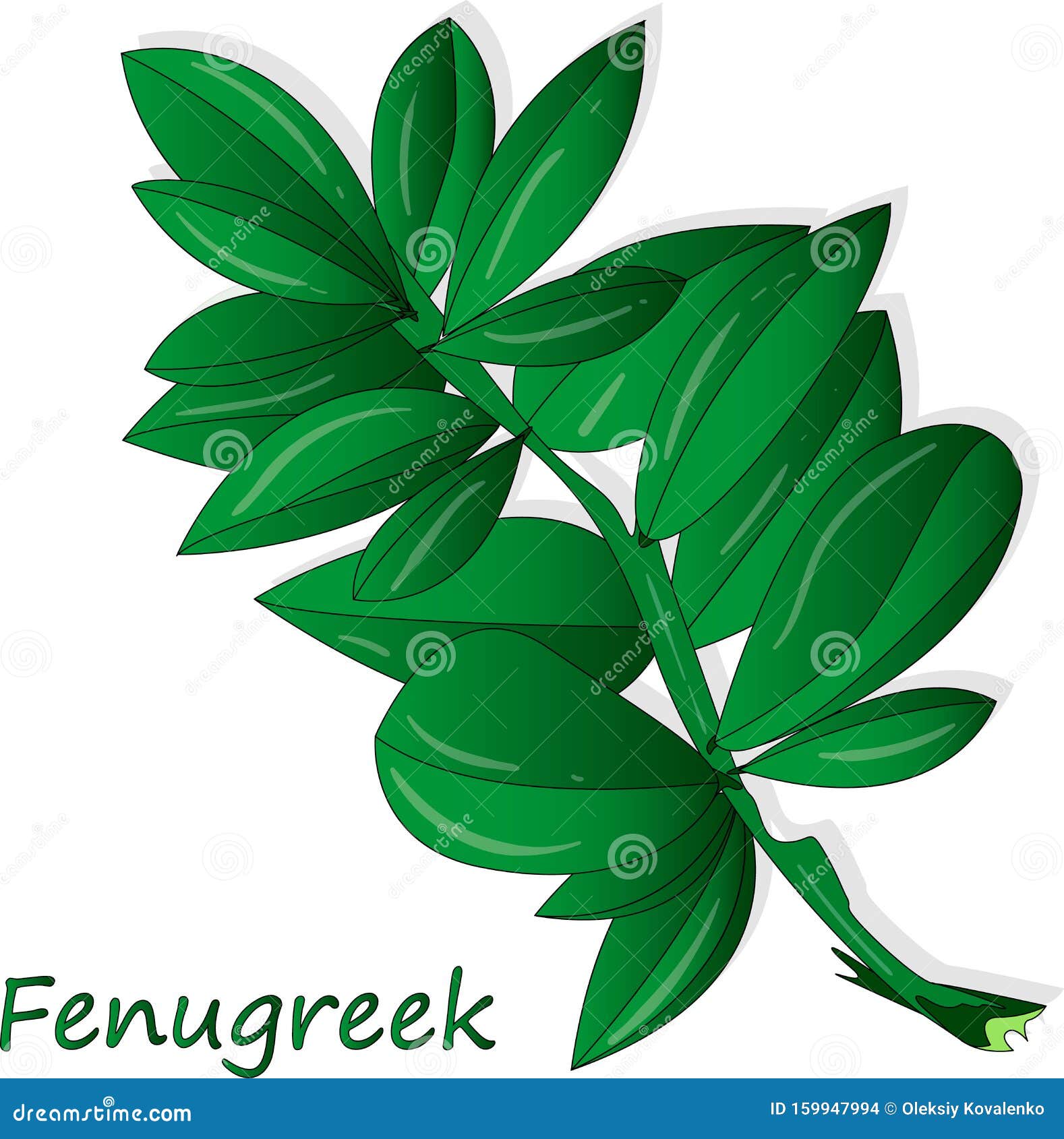Methi, Fenugreek Leaves Vector Illustration on White Background ...