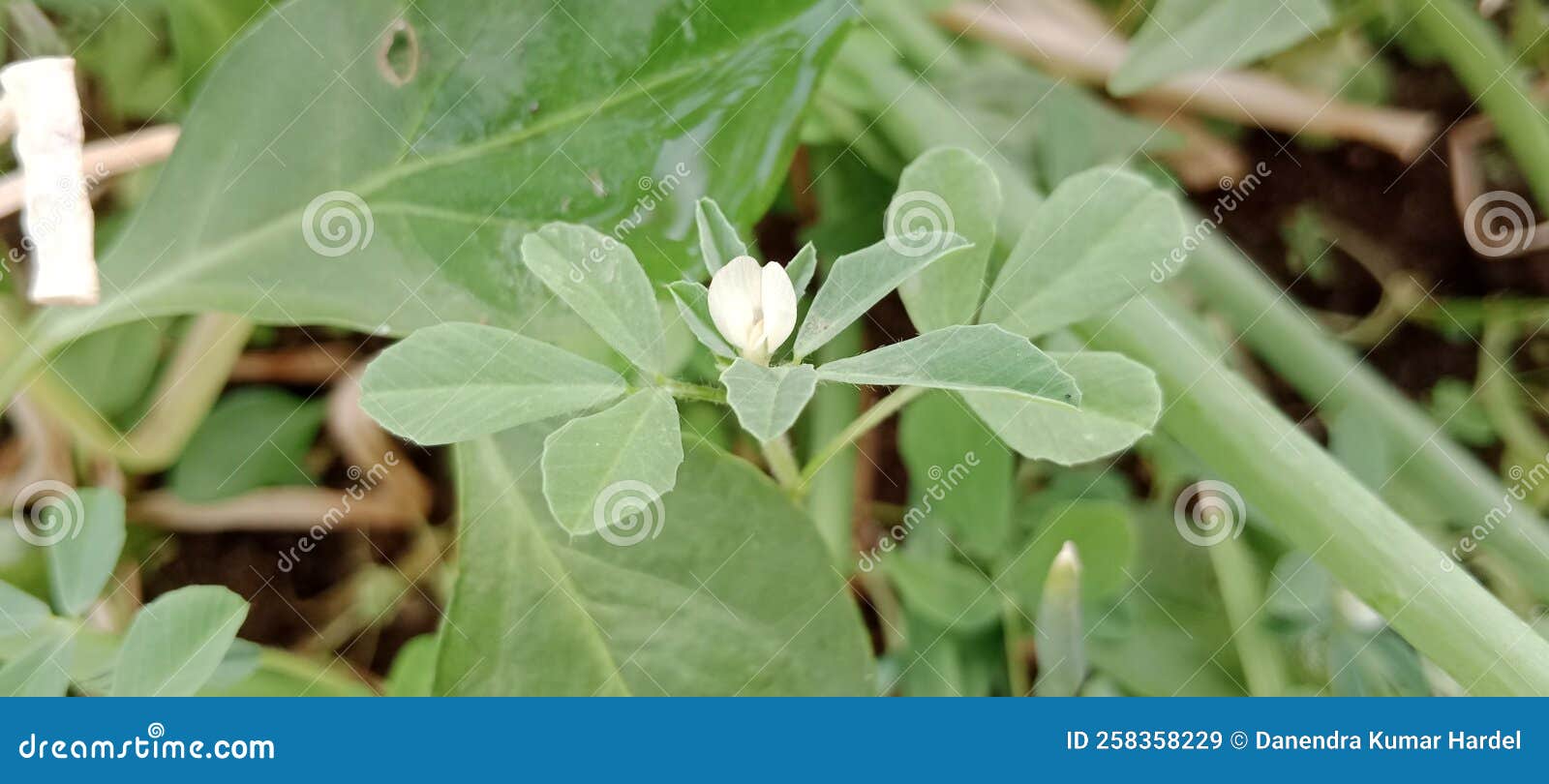 Methi Flower with Green Leafy Background Stock Image - Image of food ...