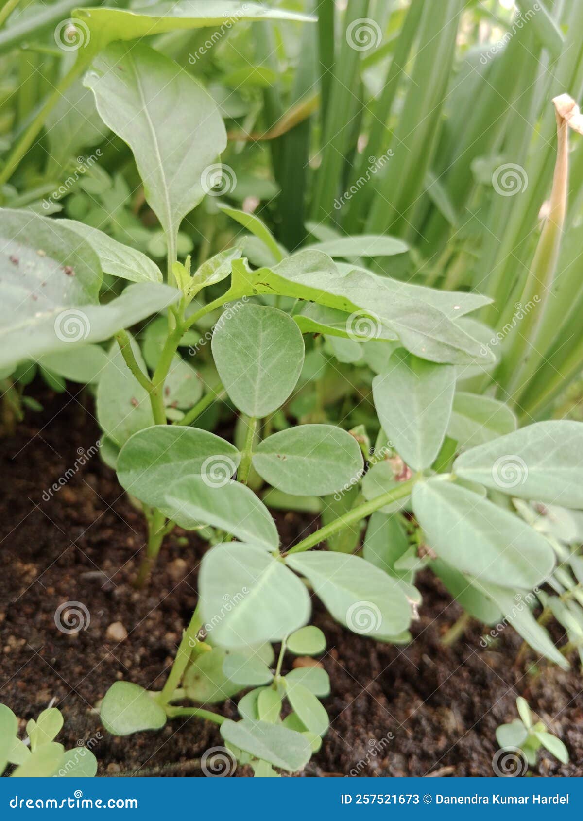 Methi Plants Plantation in Organic Manners. Stock Image - Image of ...