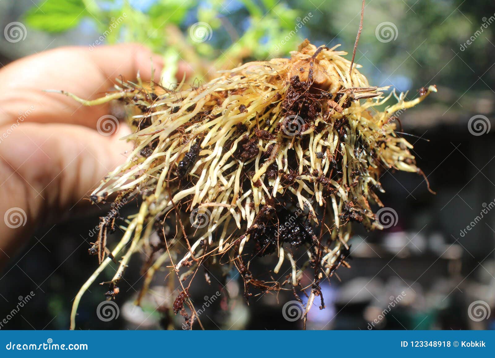 A Method To Get Root from Mulberry Branches. Stock Photo - Image of ...