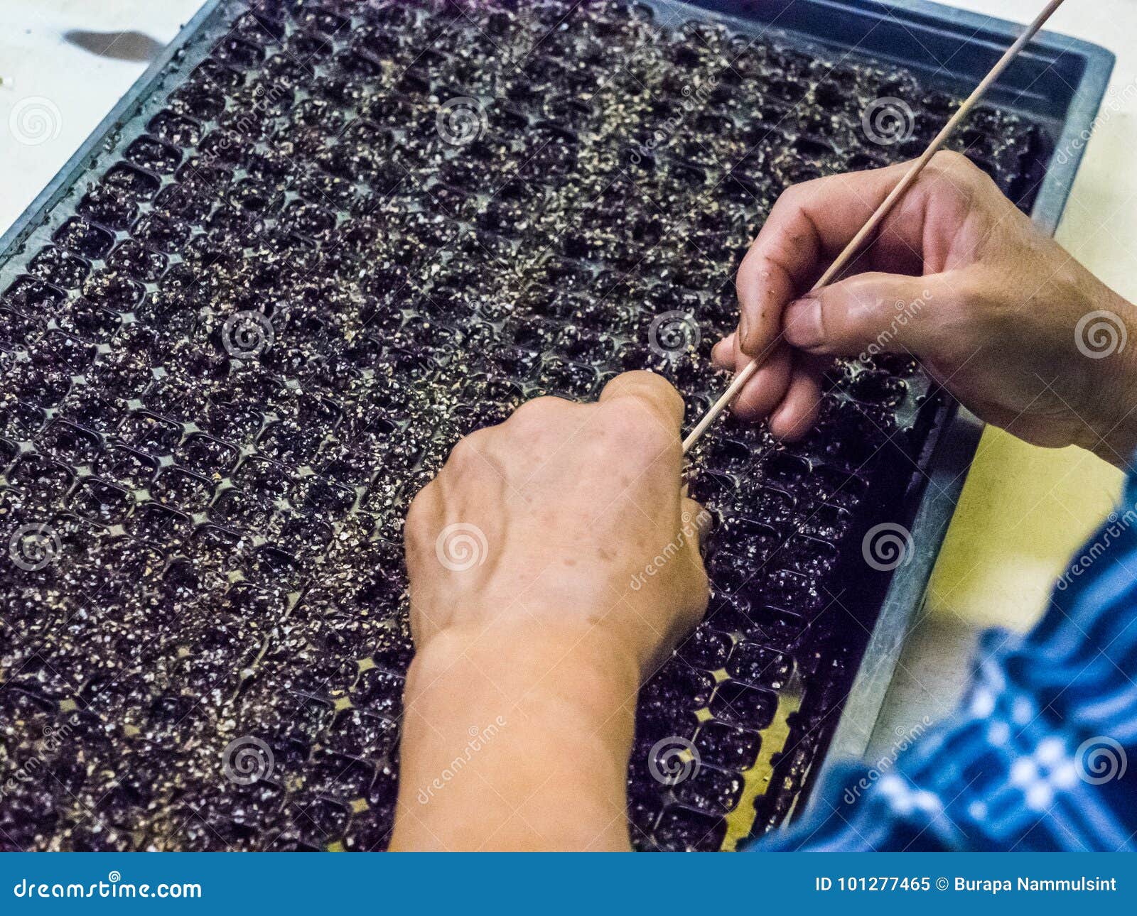 Method to sowing seed. stock image. Image of plant, tray - 101277465