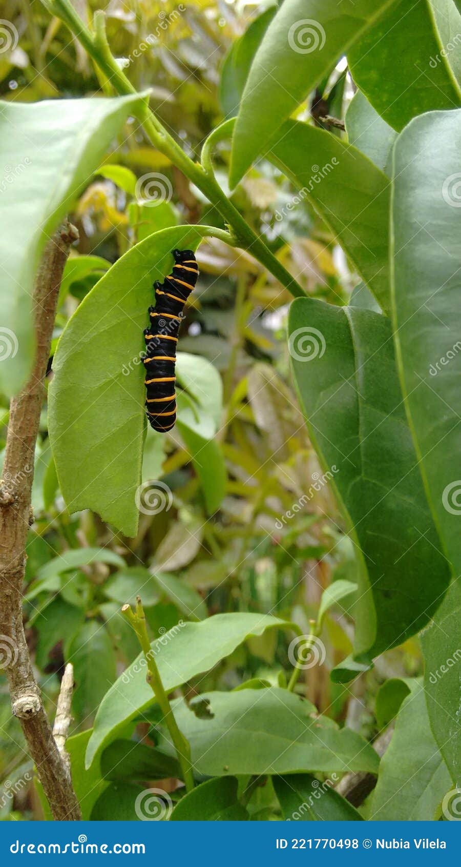 Methona Themisto - Caterpillar Stock Photo - Image of biodiversity ...